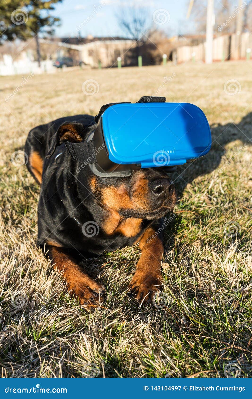 Rottweiler Dog Using a Virtual Reality Headset at a Park Stock Image ...