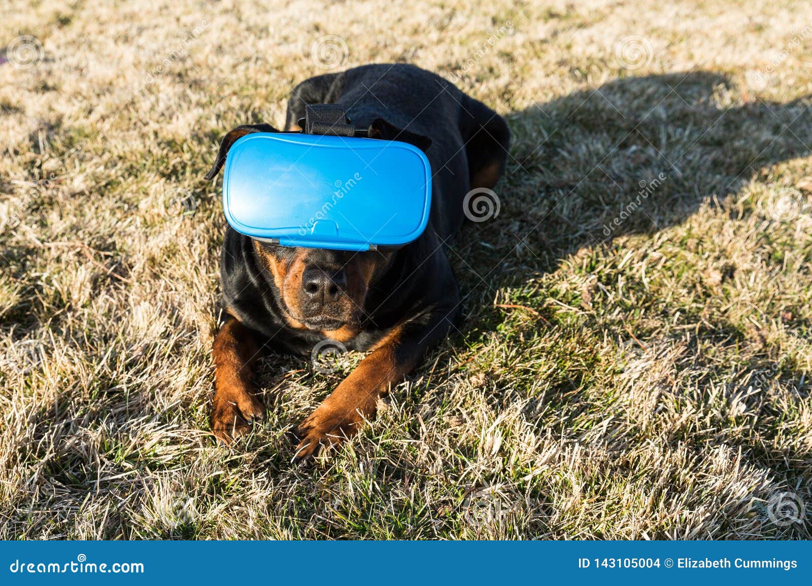 Rottweiler Dog Using a Virtual Reality Headset at a Park Stock Photo ...