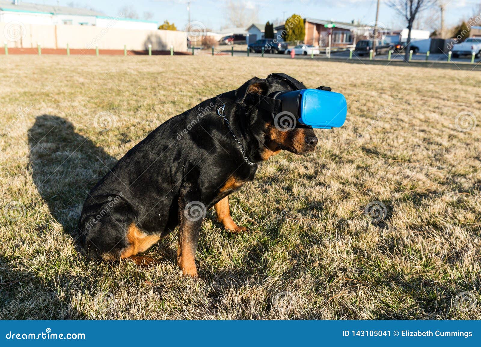 Rottweiler Dog Using a Virtual Reality Headset at a Park Stock Image ...