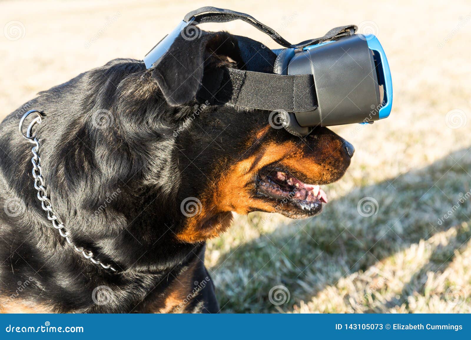 Rottweiler Dog Using a Virtual Reality Headset at a Park Stock Image ...