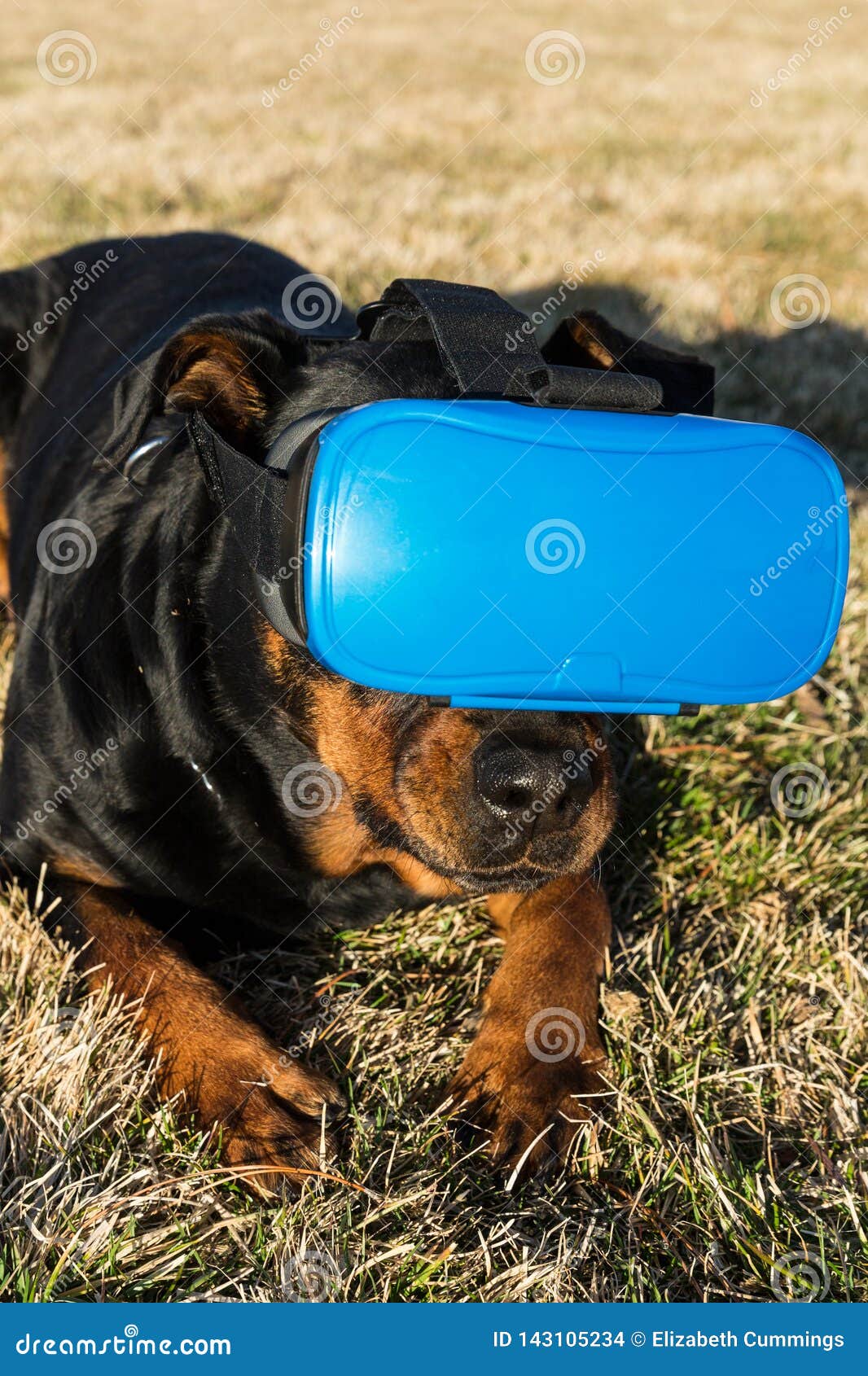 Rottweiler Dog Using a Virtual Reality Headset at a Park Stock Photo ...
