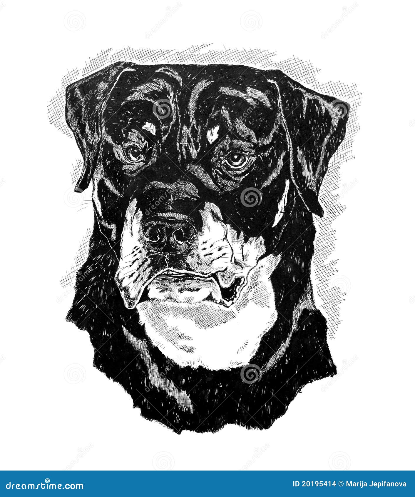 Rottweiler. Drawing Made with Indian Ink Stock Illustration ...