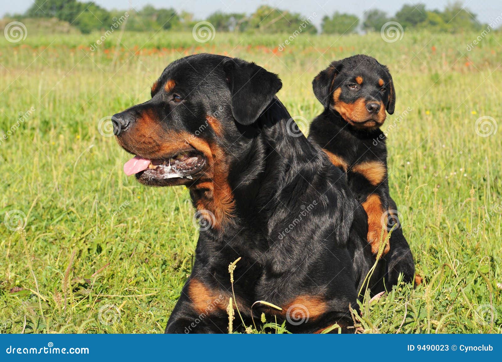 Rottweiler E Filhote De Cachorro Imagem de Stock - Imagem de grama ...