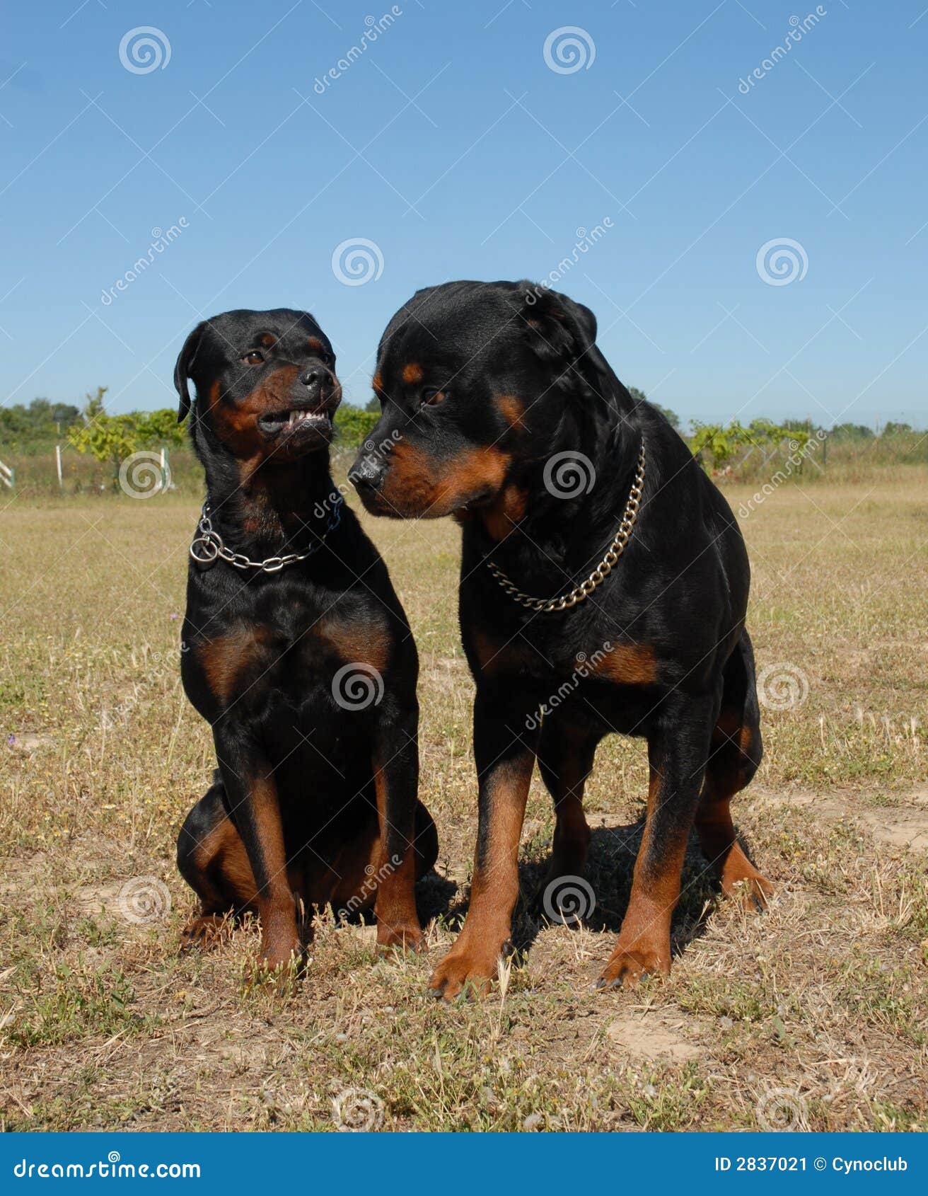 Rottweiler E Macho Agressivos Imagem de Stock - Imagem de marrom ...
