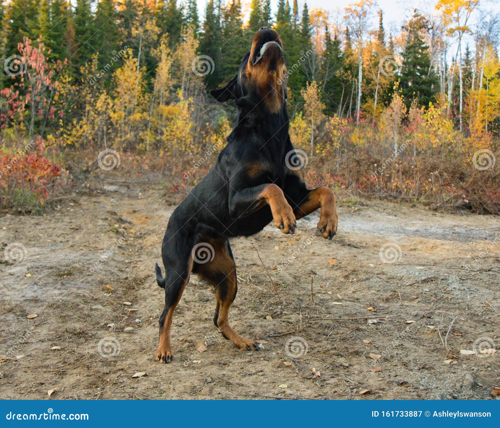 Rottweiler Fall Ball Catch Autumn Stock Image - Image of pedigree ...