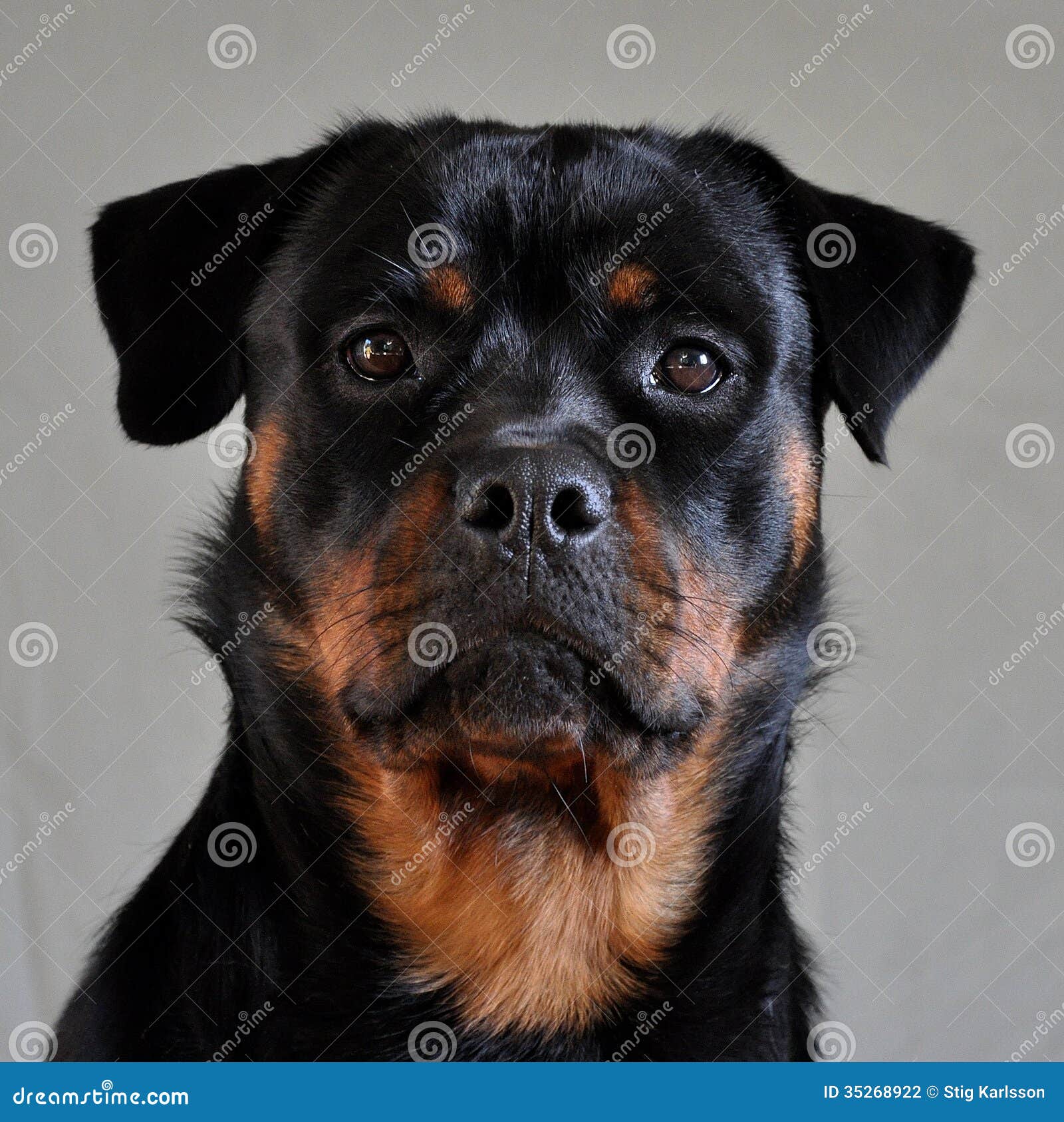 Rottweiler female 1 stock photo. Image of natural, head - 35268922