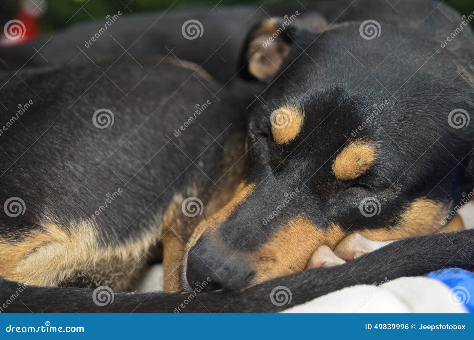 Rottweiler German Shepherd Mix Sleeping Curled Up on Bed Stock Photo ...