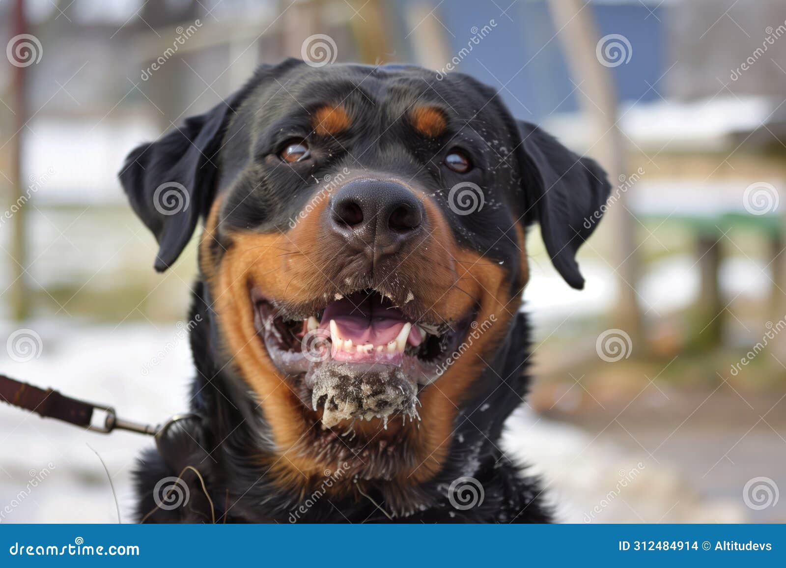 Rottweiler with a Goofy Smile and Drool Stock Photo - Image of humor ...