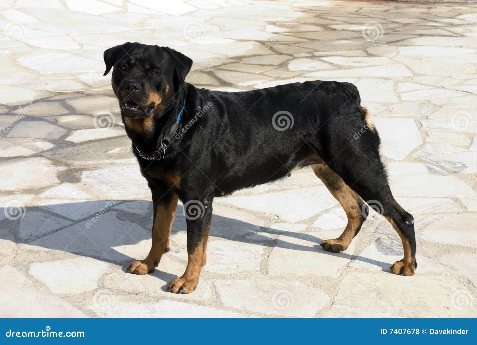 Rottweiler on guard stock photo. Image of alert, breed - 7407678