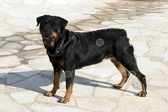 Rottweiler on guard stock photo. Image of alert, breed - 7407678