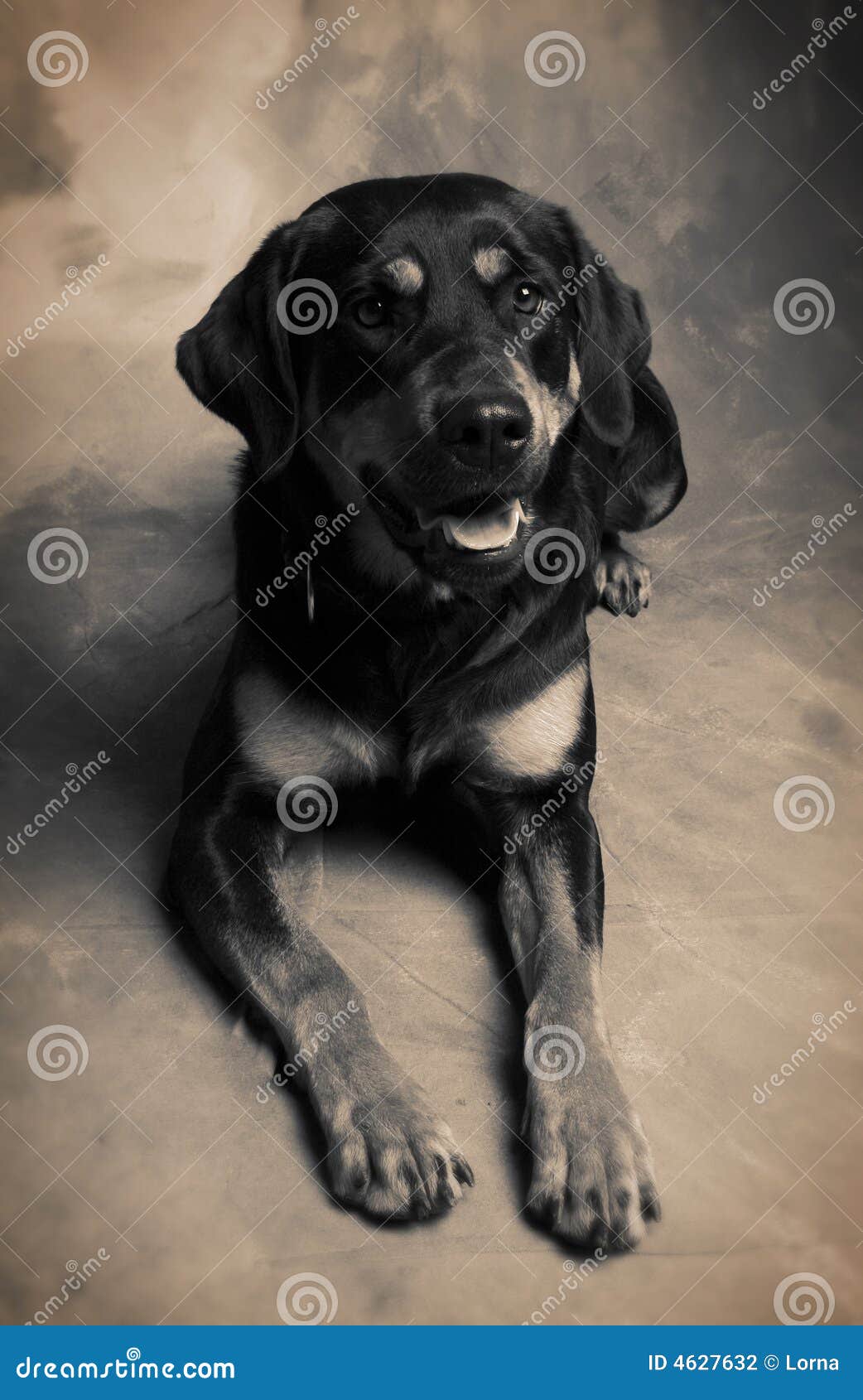 Rottweiler guard dog stock photo. Image of work, portrait - 4627632