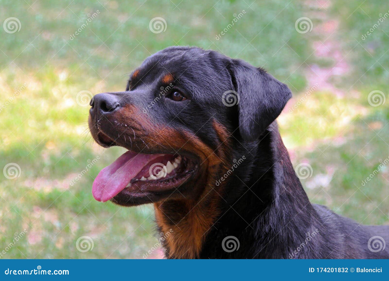 Rottweiler head stock photo. Image of breed, outdoors - 174201832