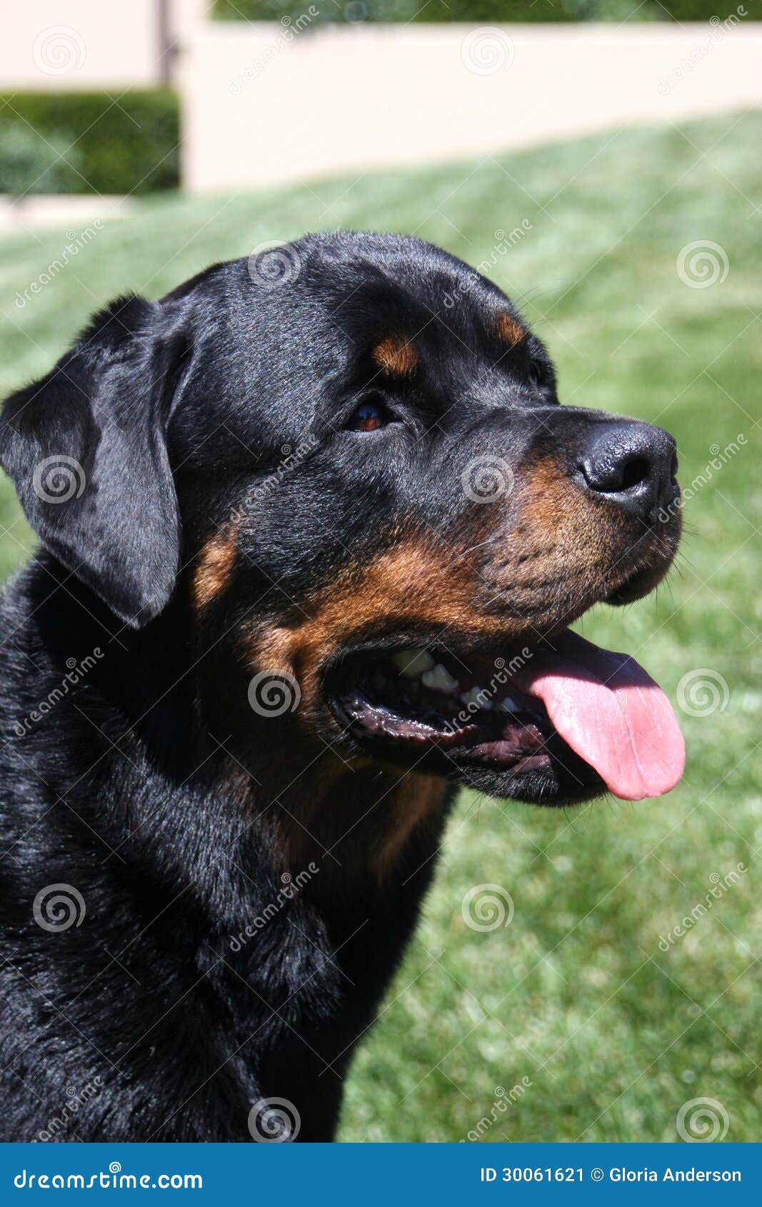 Rottweiler head portrait stock image. Image of outdoor - 30061621
