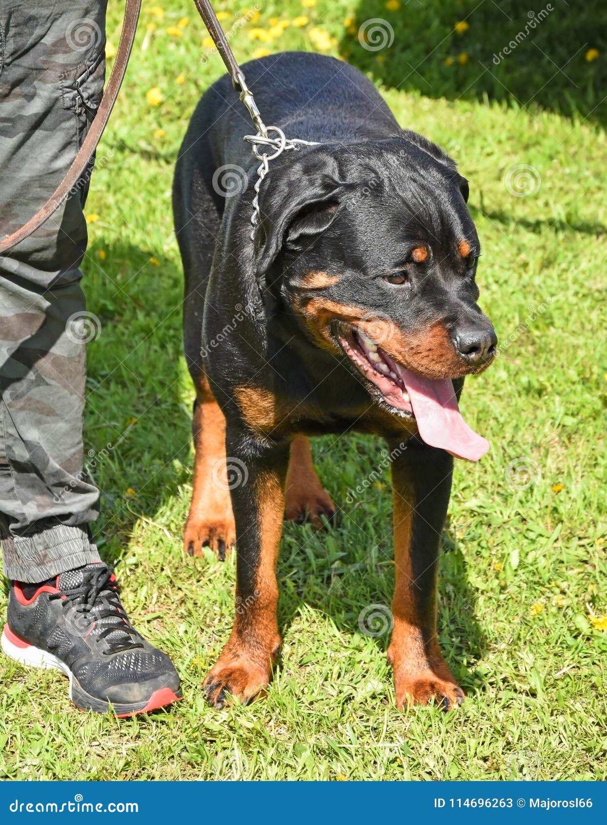 Rottweiler-Hund, Der Im Gras Steht Stockbild - Bild von braun, nave ...