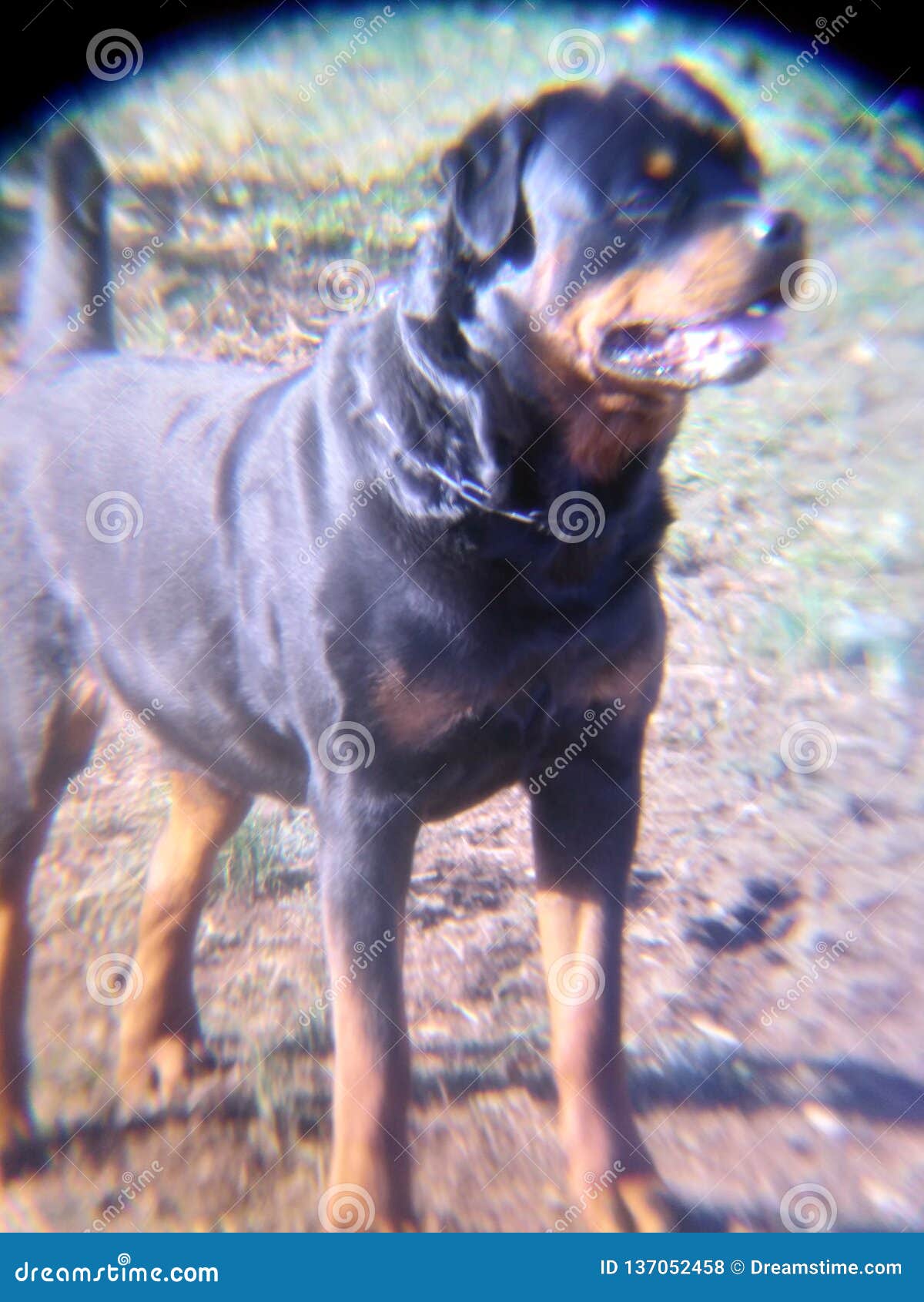 What Is A King Rottweiler