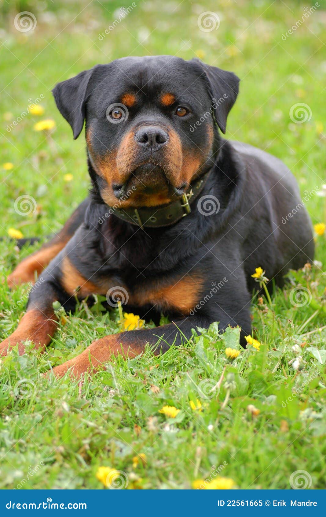 Rottweiler laying stock image. Image of quard, friend - 22561665