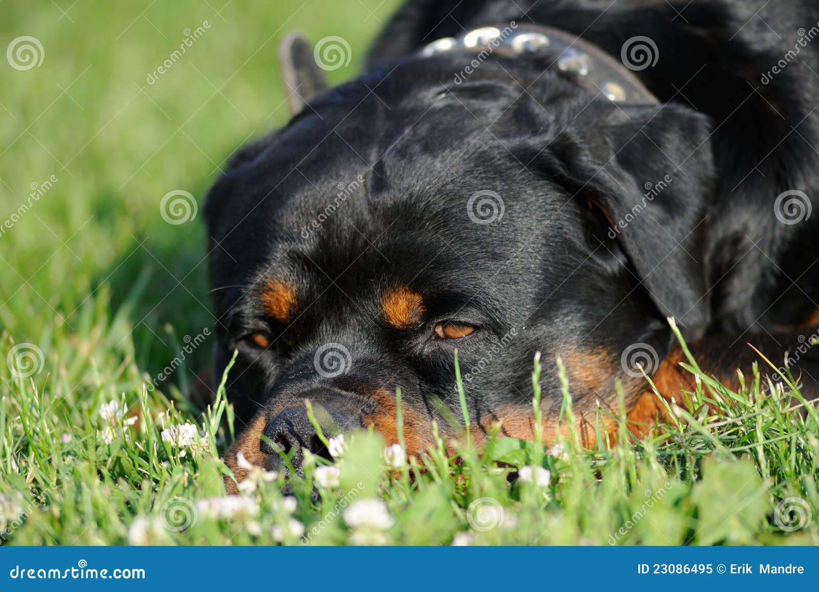 Rottweiler laying stock image. Image of strong, black - 23086495