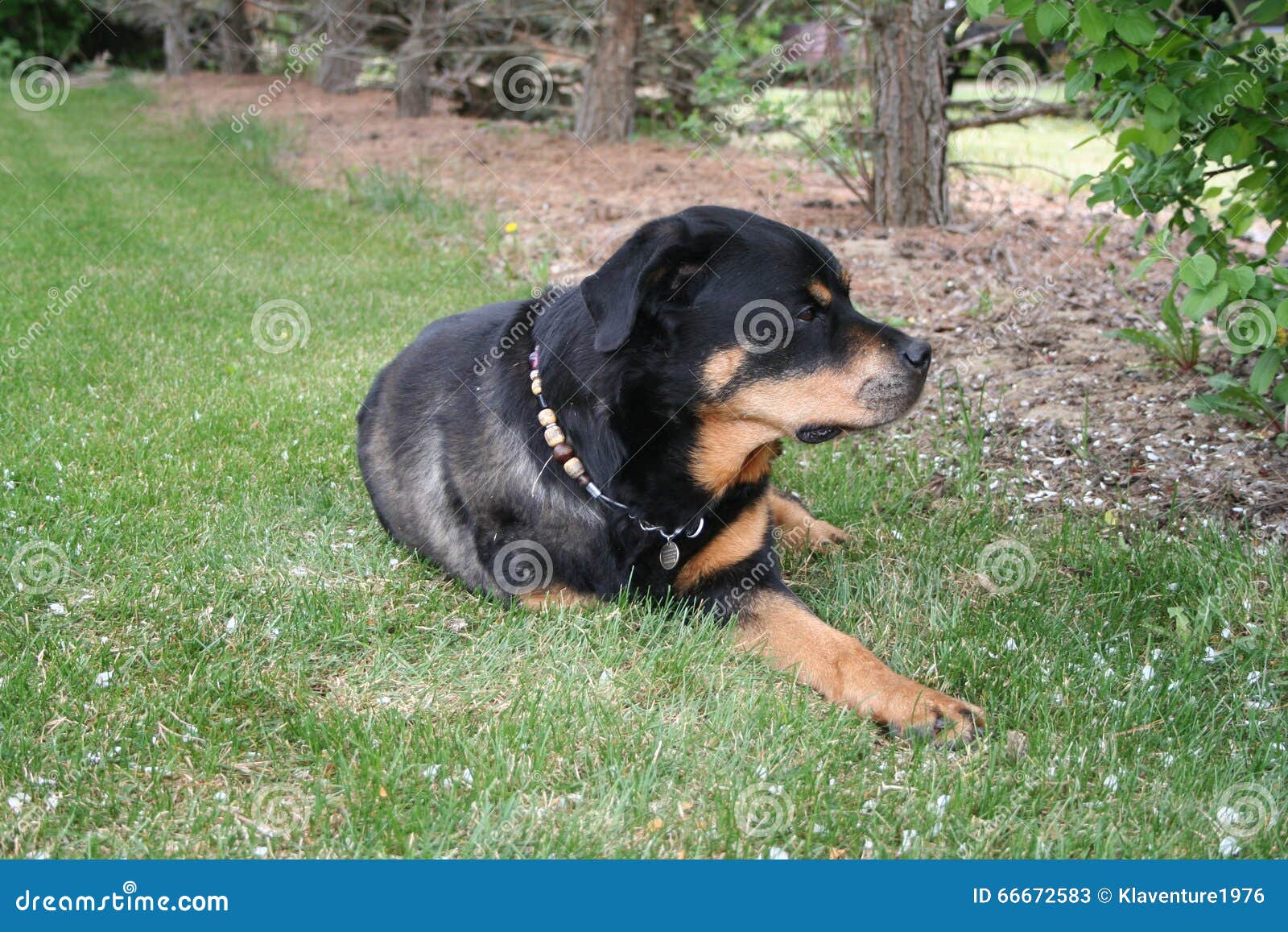 Rottweiler laying on grass stock image. Image of green - 66672583