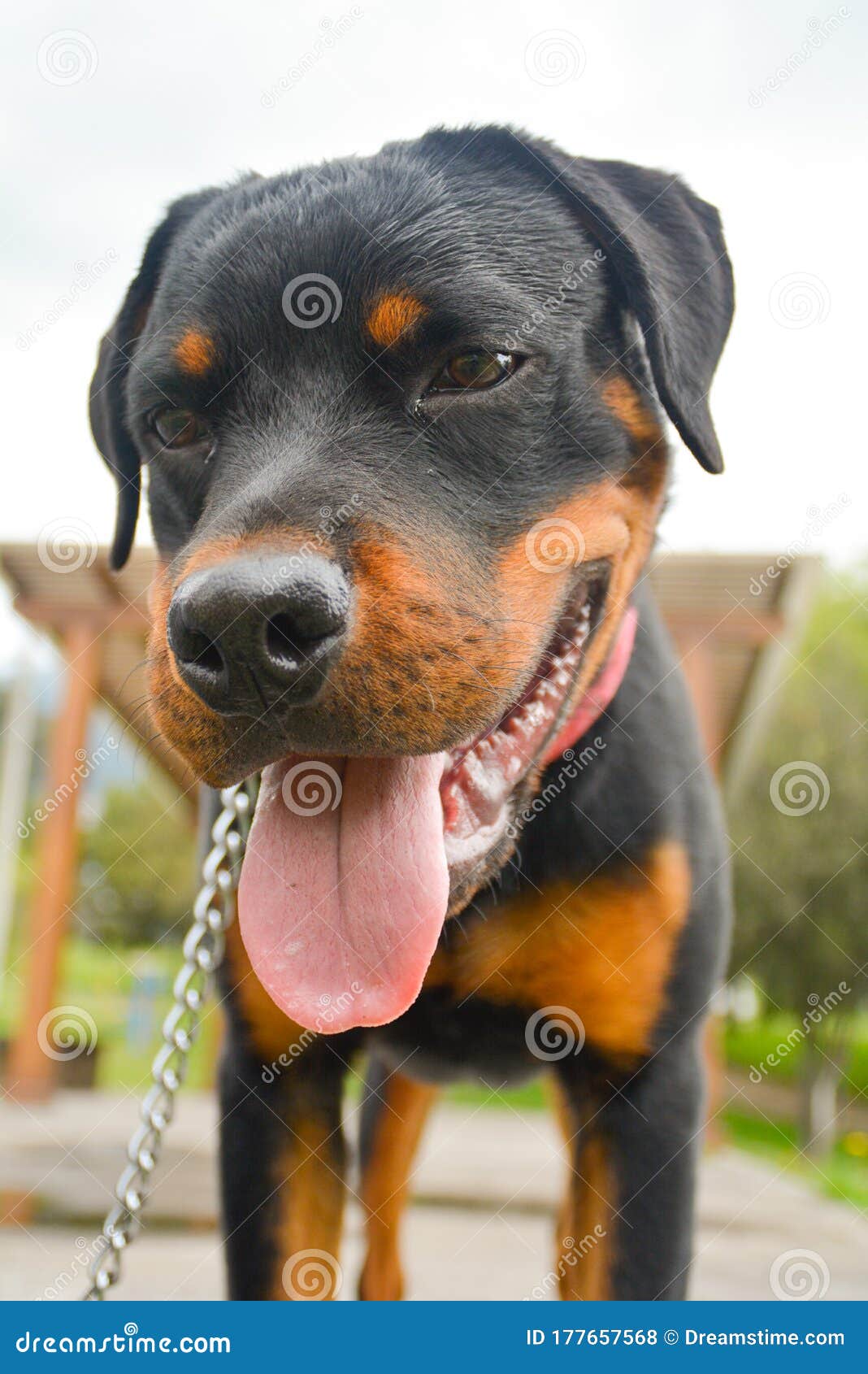 Rottweiler Smiling, Showing His Tongue Royalty-Free Stock Photography ...