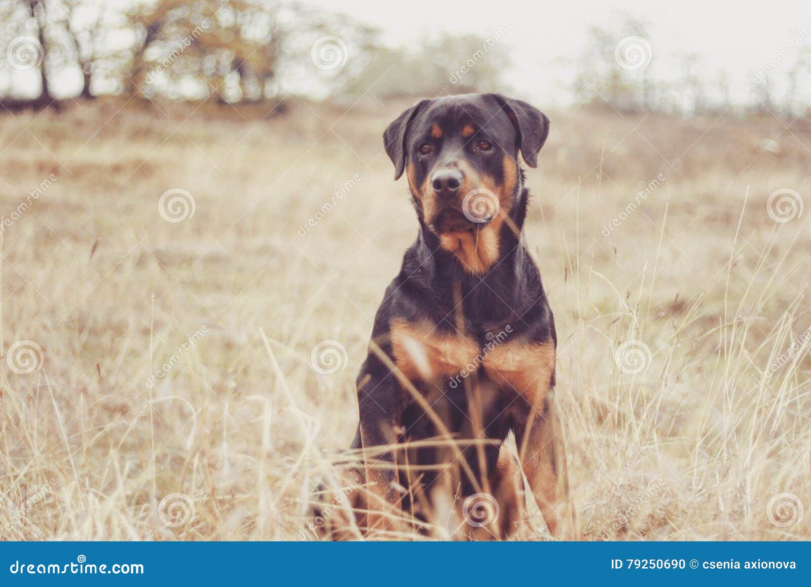 Rottweiler stock photo. Image of nature, snout, carnivoran - 79250690