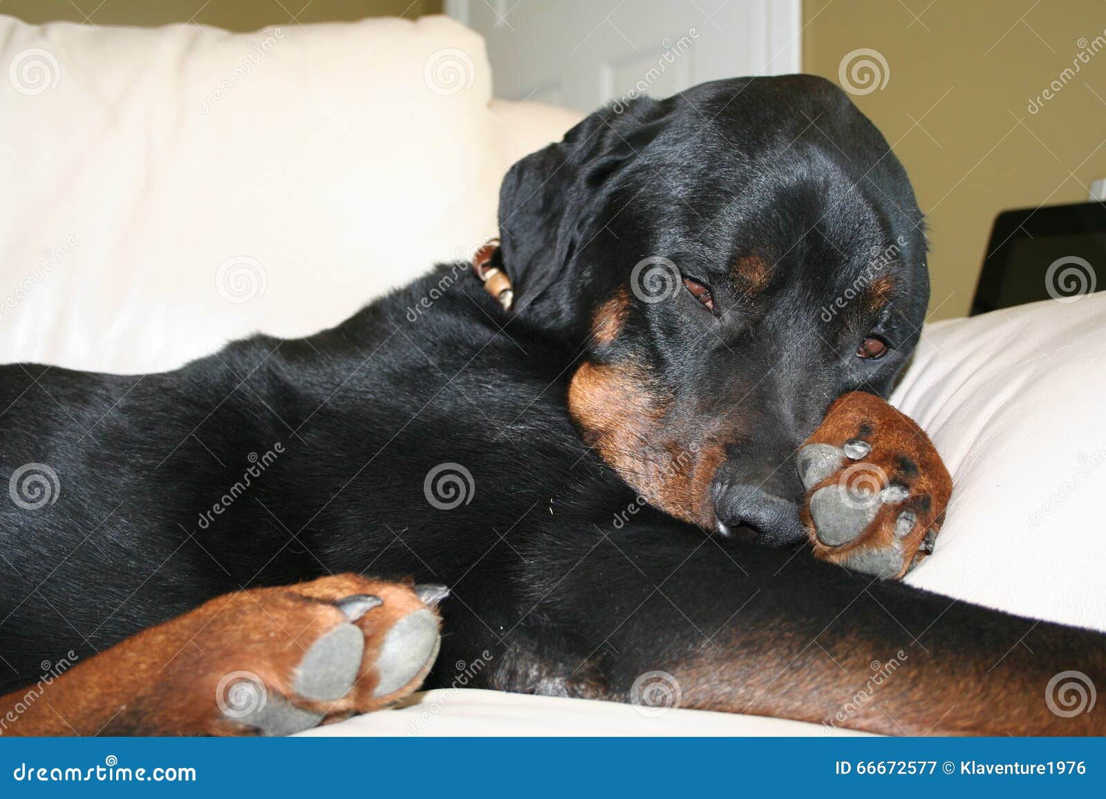Rottweiler Napping on Couch Stock Image - Image of paws, sofa: 66672577