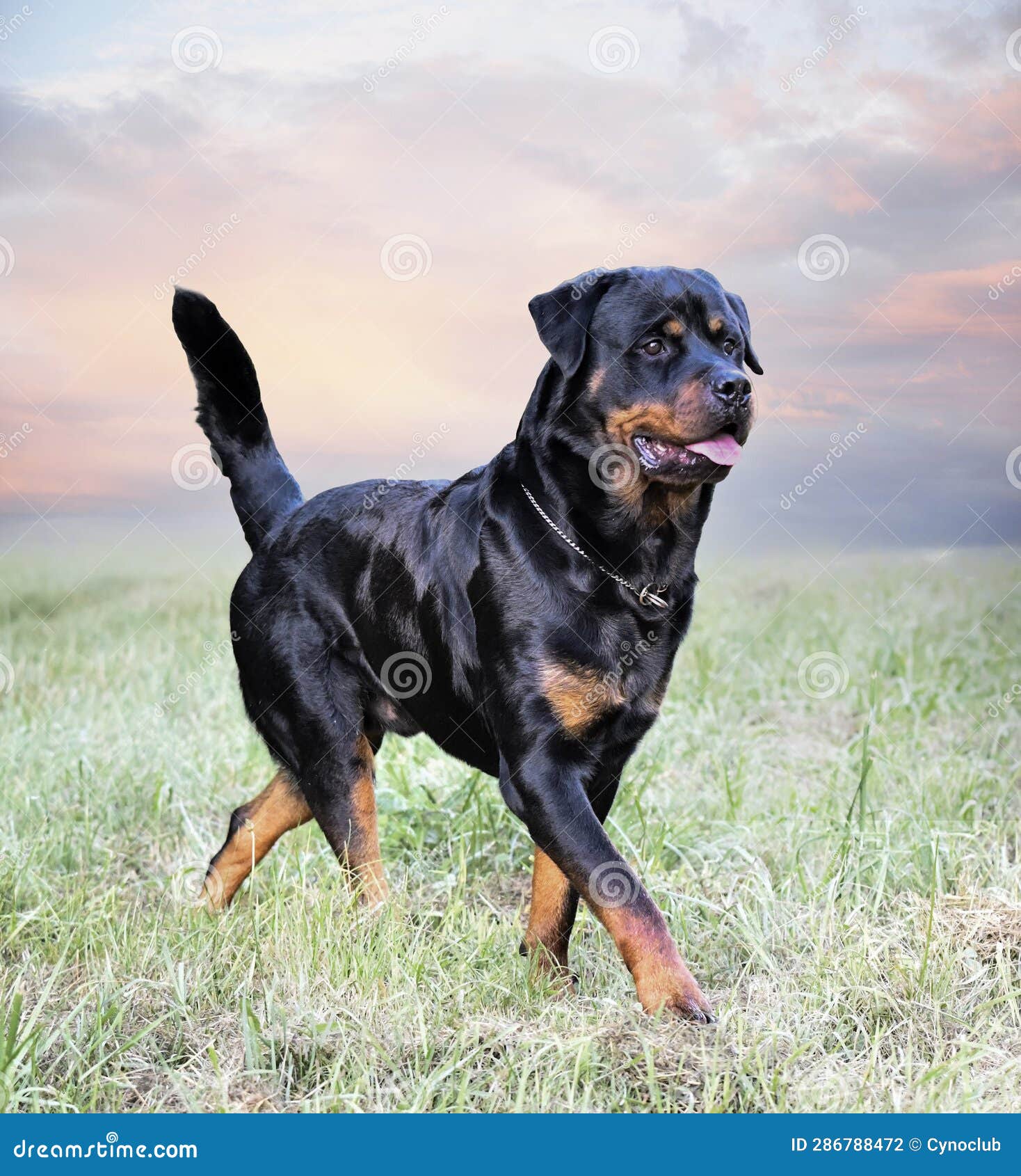 Rottweiler in nature stock photo. Image of outdoor, adult - 286788472
