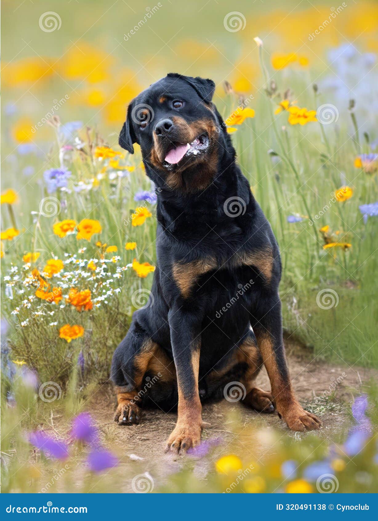 Rottweiler and nature stock photo. Image of playing - 320491138