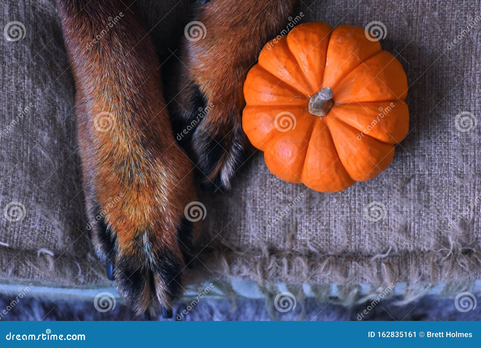 Rottweiler Paws with Miniature Orange Pumpkin Stock Image - Image of ...