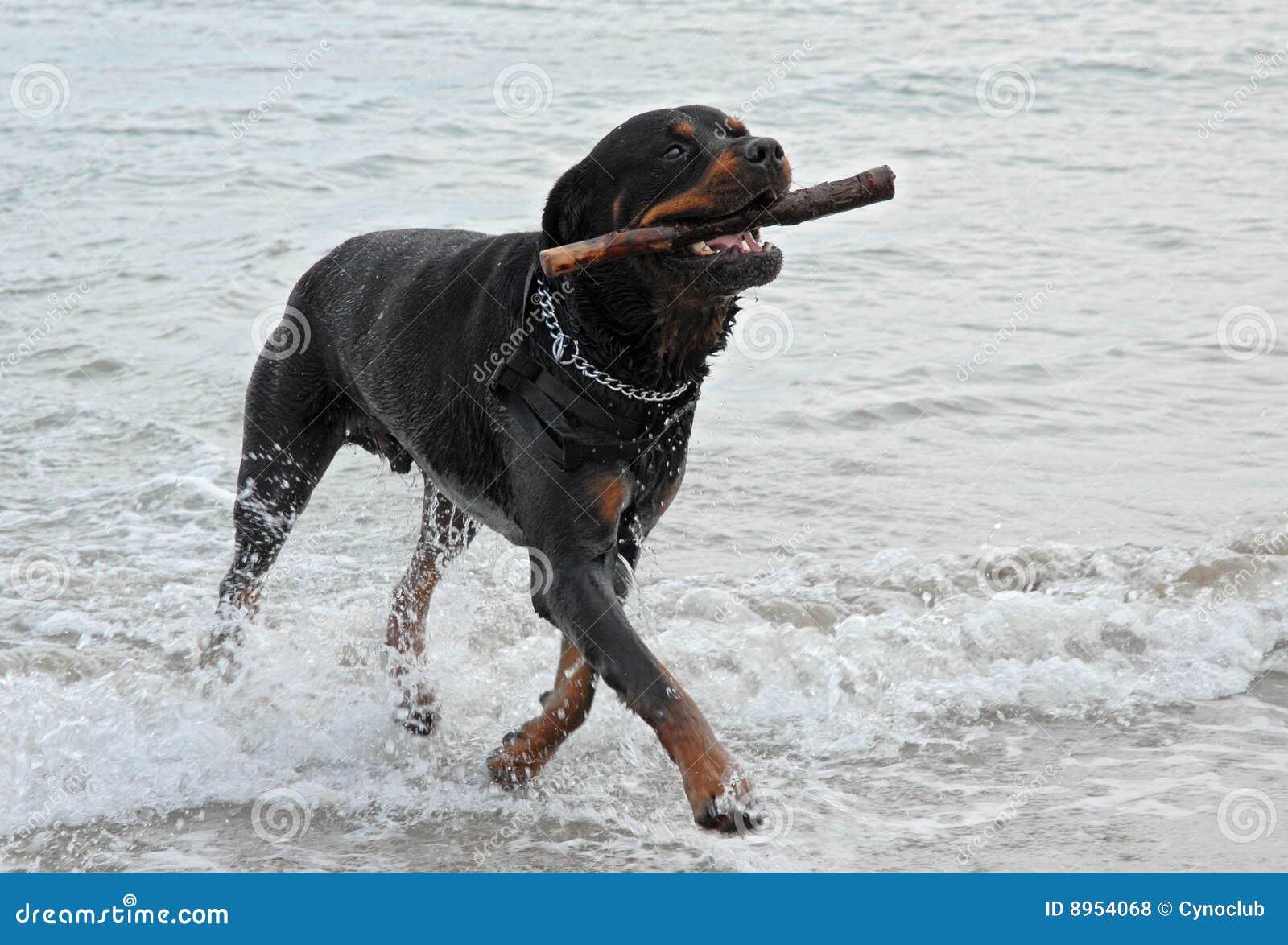 Rottweiler Playing in the Sea Stock Photo - Image of beach, swimming ...