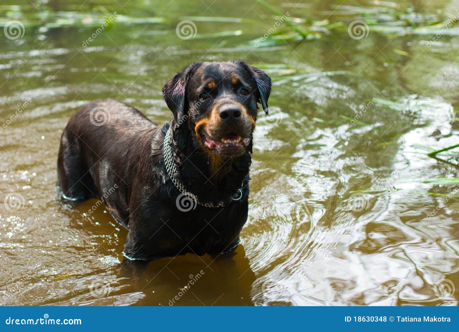 Rottweiler Playing in the Water Stock Photo - Image of head, swimming ...