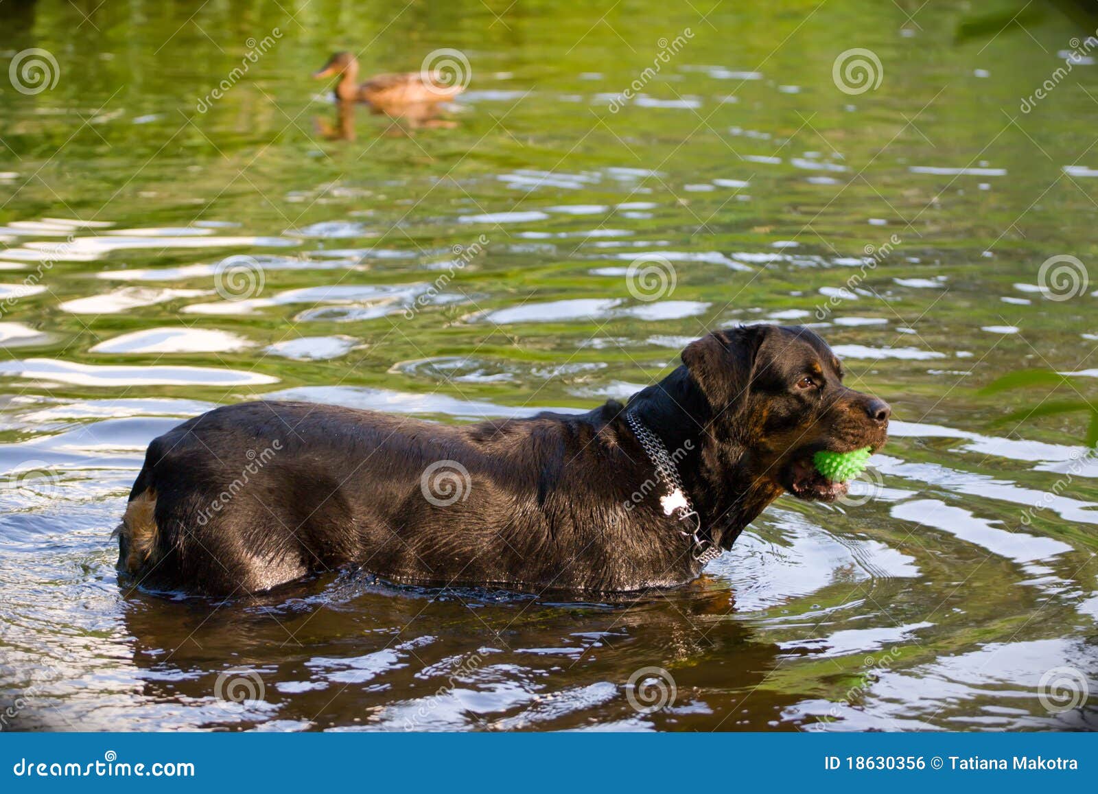 Rottweiler Playing in the Water Stock Photo - Image of guard, animal ...