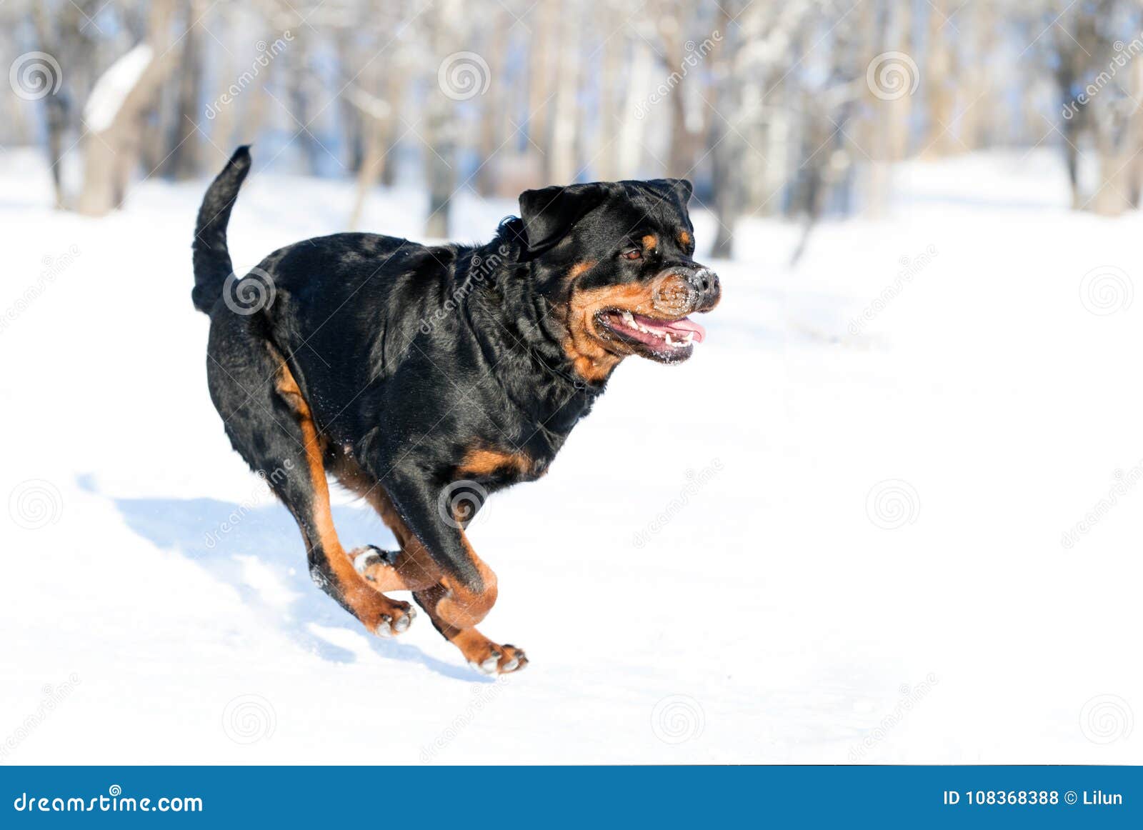 Rottweiler Plays in the Snow Stock Photo - Image of grin, handsome ...
