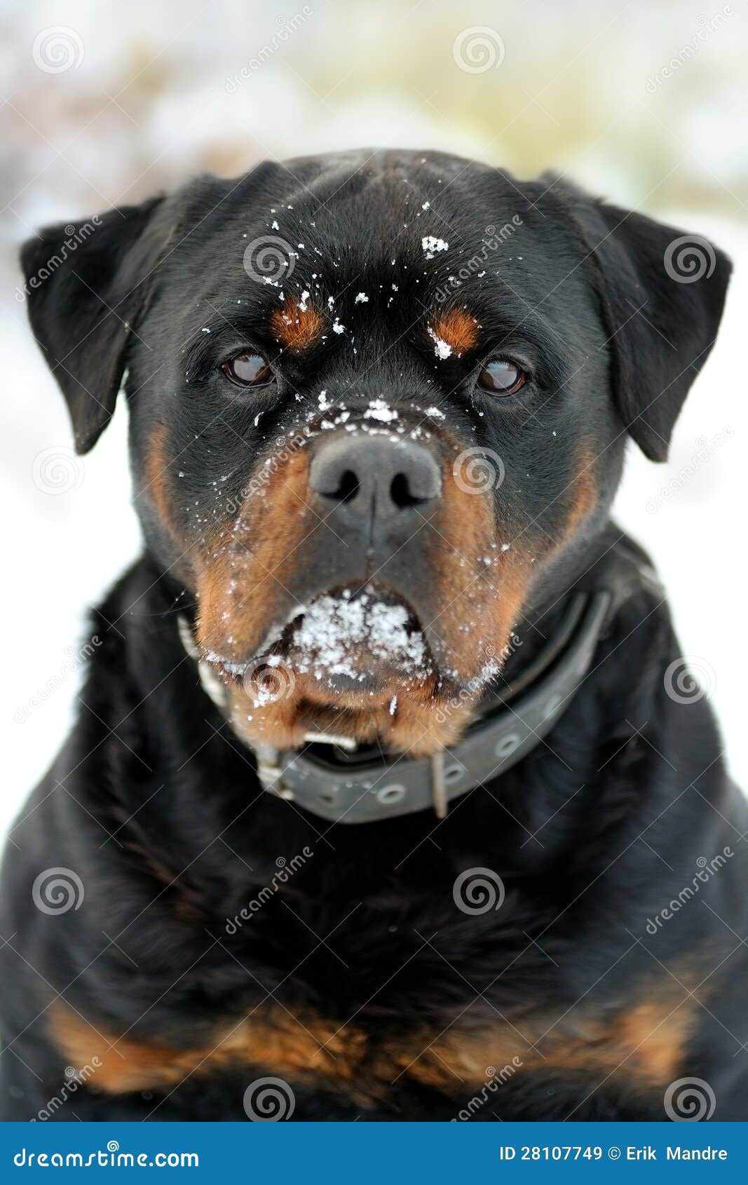 Rottweiler portrait stock image. Image of butchers, snowing - 28107749