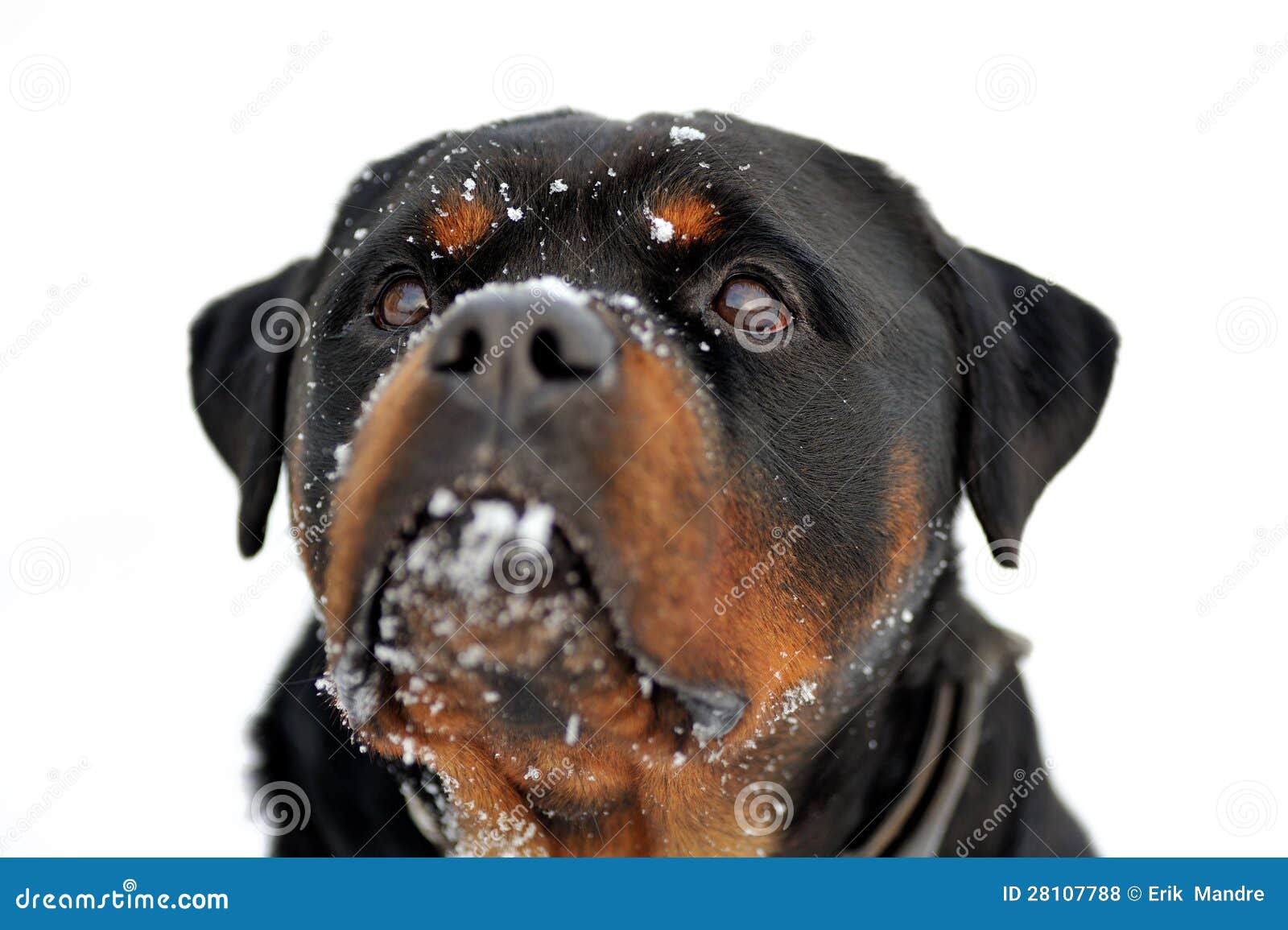 Rottweiler portrait stock photo. Image of winter, snowy - 28107788