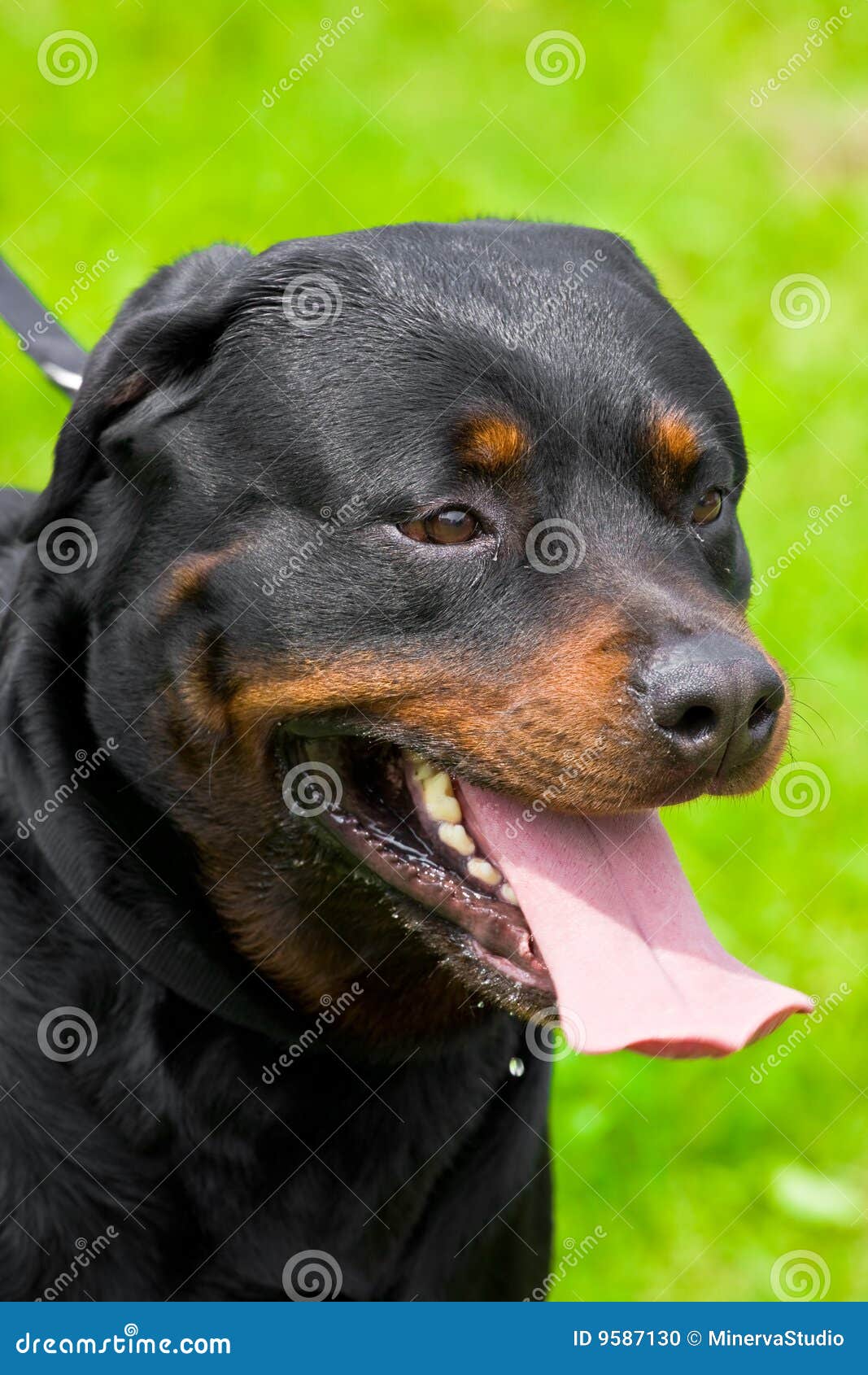 Rottweiler portrait stock photo. Image of pedigree, beautiful - 9587130