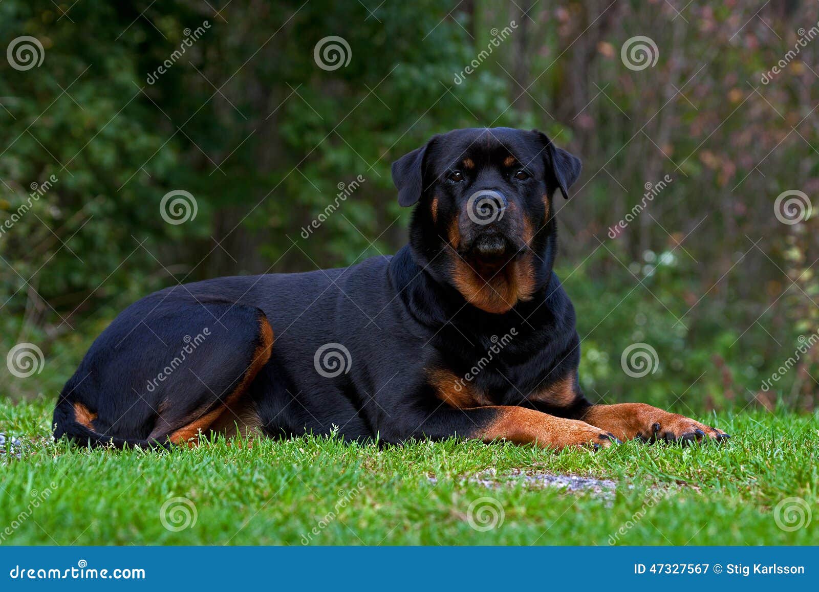 Rottweiler portrait stock image. Image of protect, purebred - 47327567