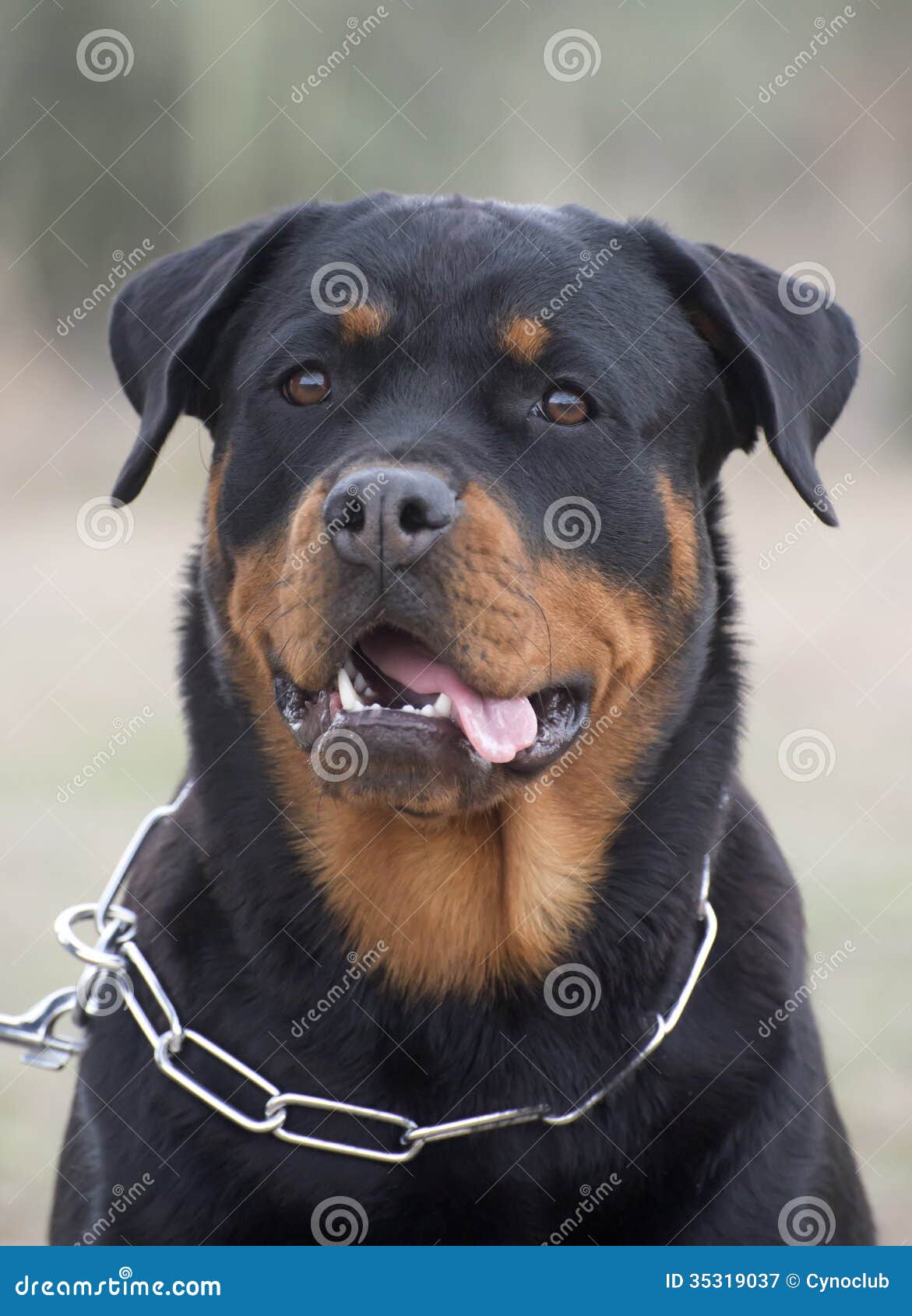 Rottweiler stock image. Image of nose, animal, looking - 35319037