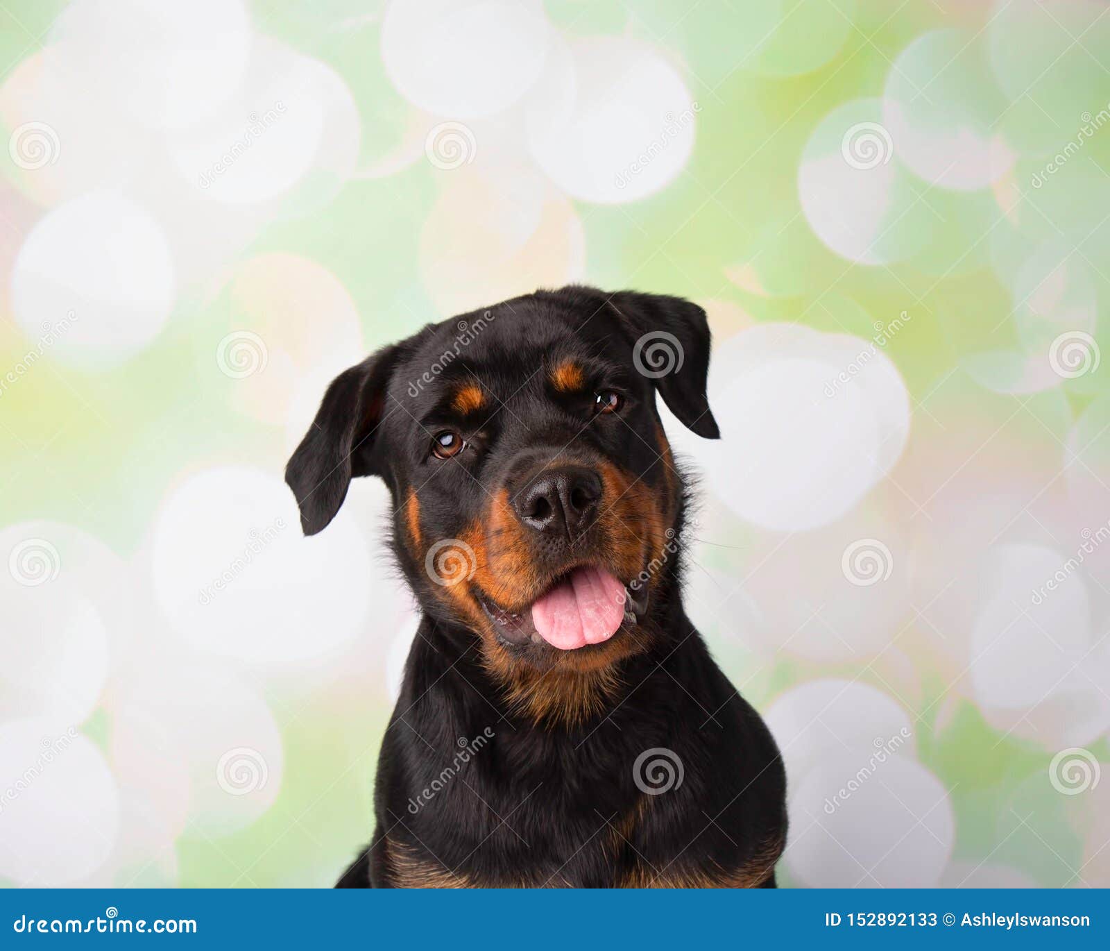 Rottweiler Portrait in Studio Face Stock Image - Image of background ...
