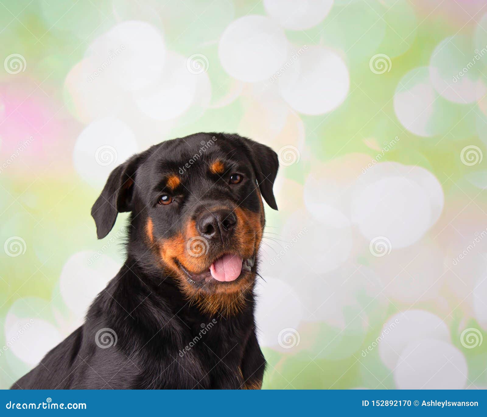Rottweiler Portrait in Studio Face Stock Photo - Image of breed ...
