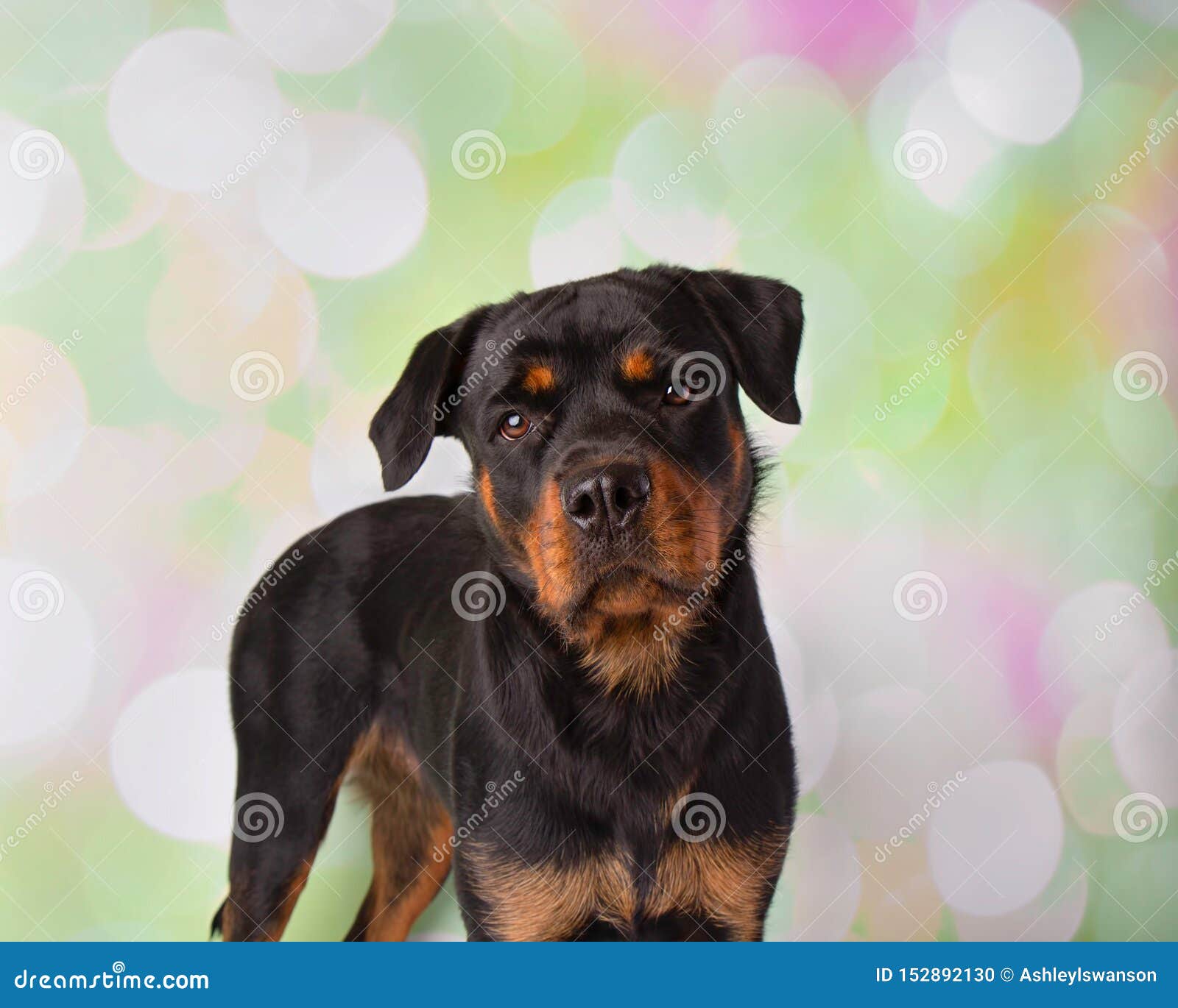 Rottweiler Portrait in Studio Standing Stock Photo - Image of indoors ...