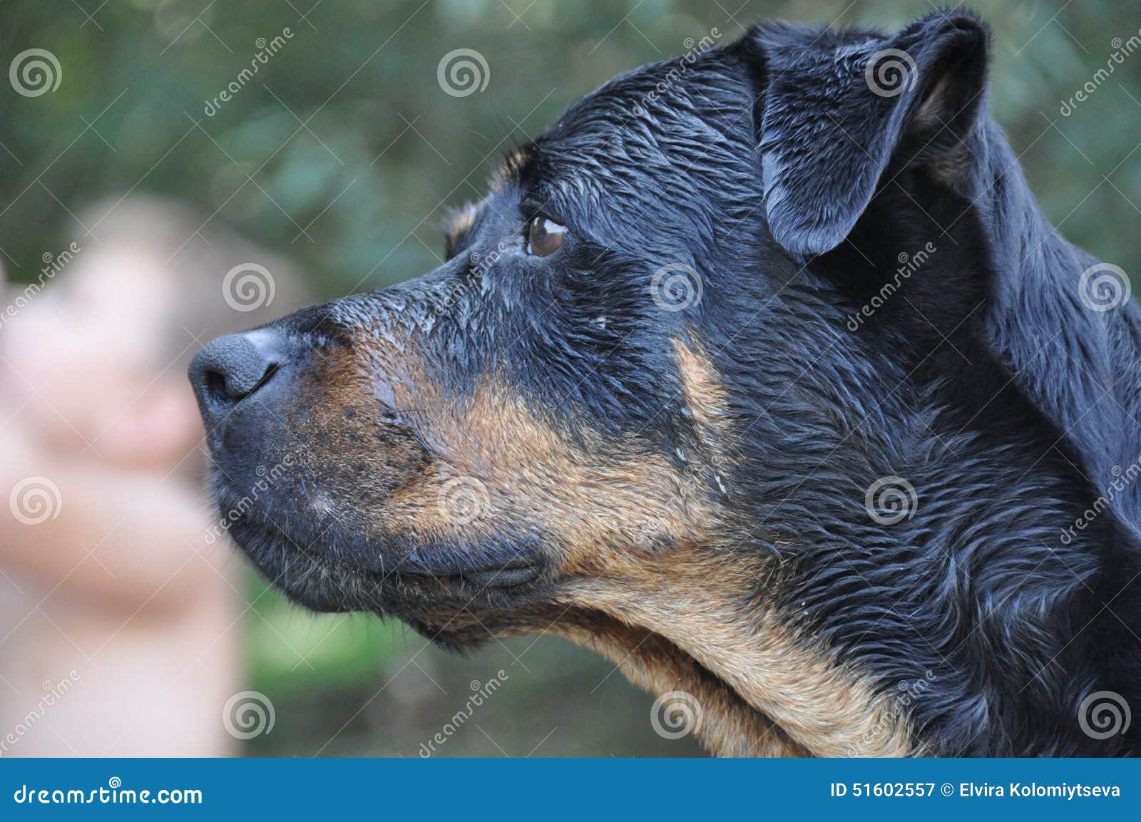 Rottweiler profile stock image. Image of droplets, happy - 51602557