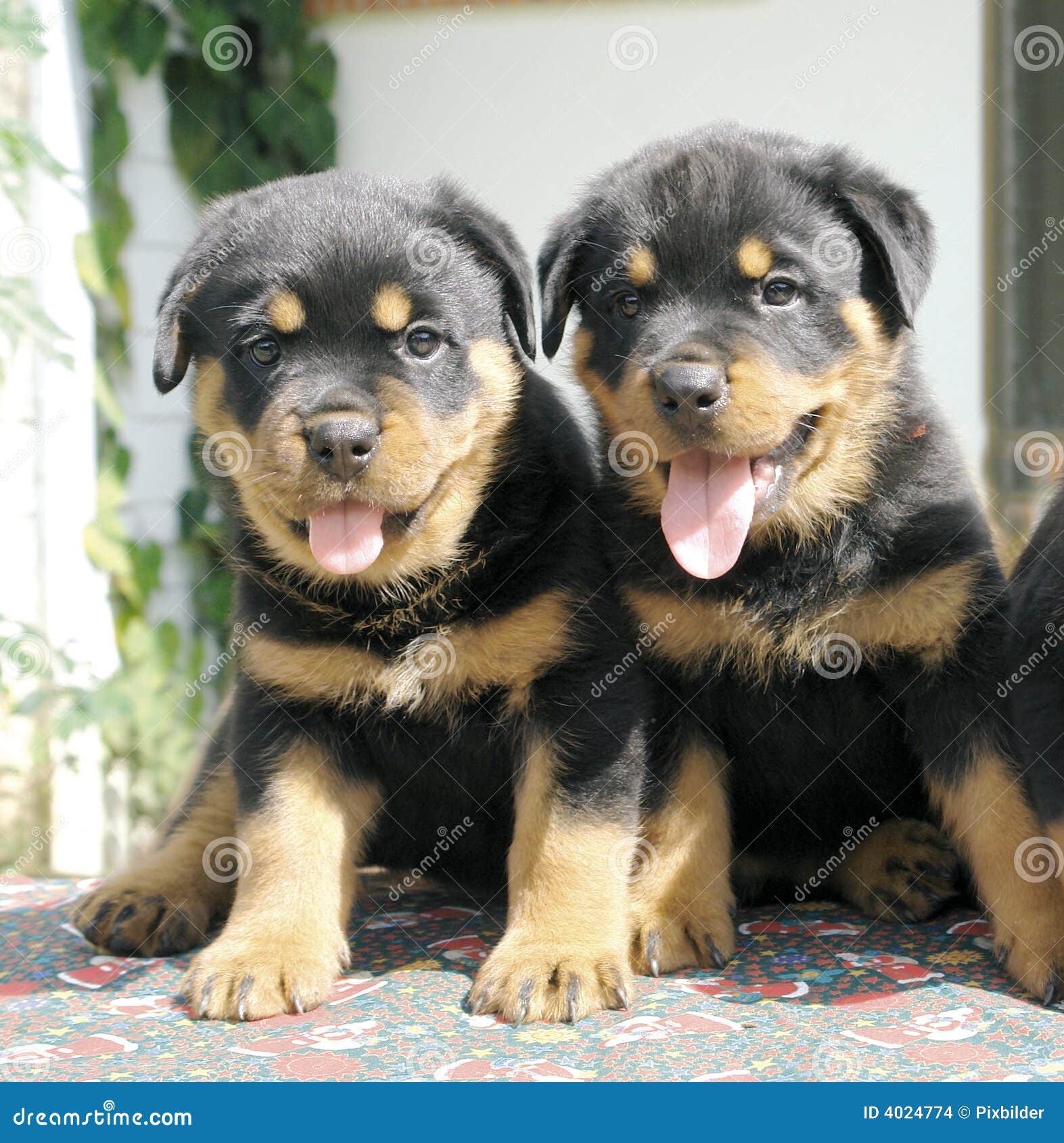 Rottweiler puppies stock photo. Image of attentive, groomed - 4024774
