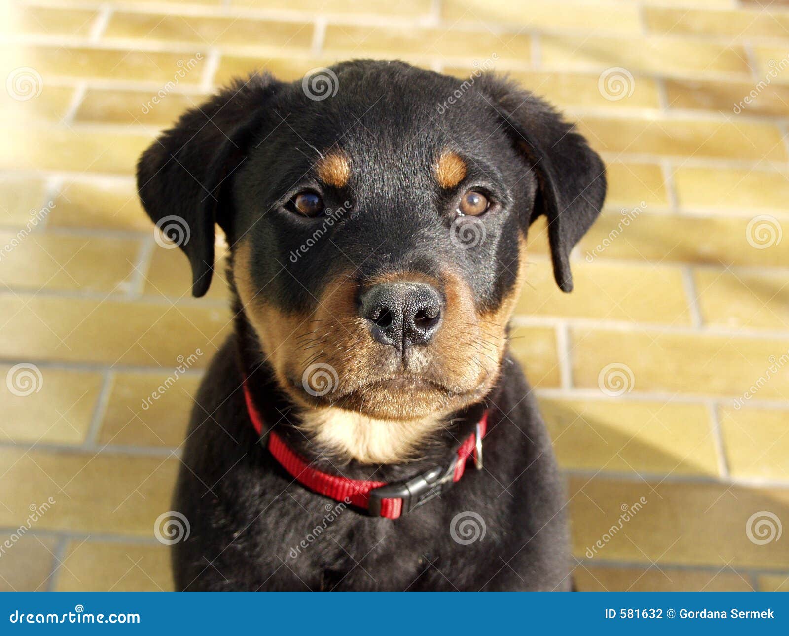 Rottweiler Puppy stock photo. Image of cute, doggy, small - 581632