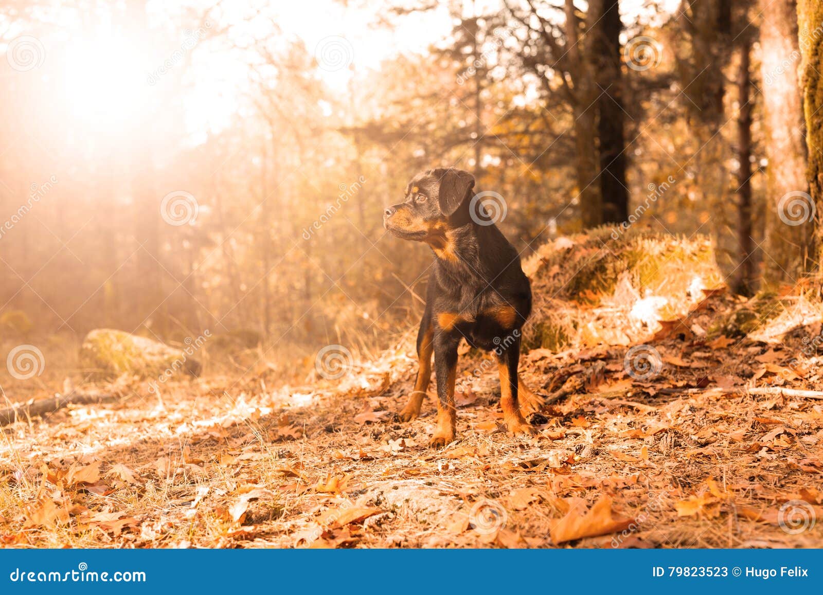 Rottweiler puppy stock image. Image of friendship, beautiful - 79823523