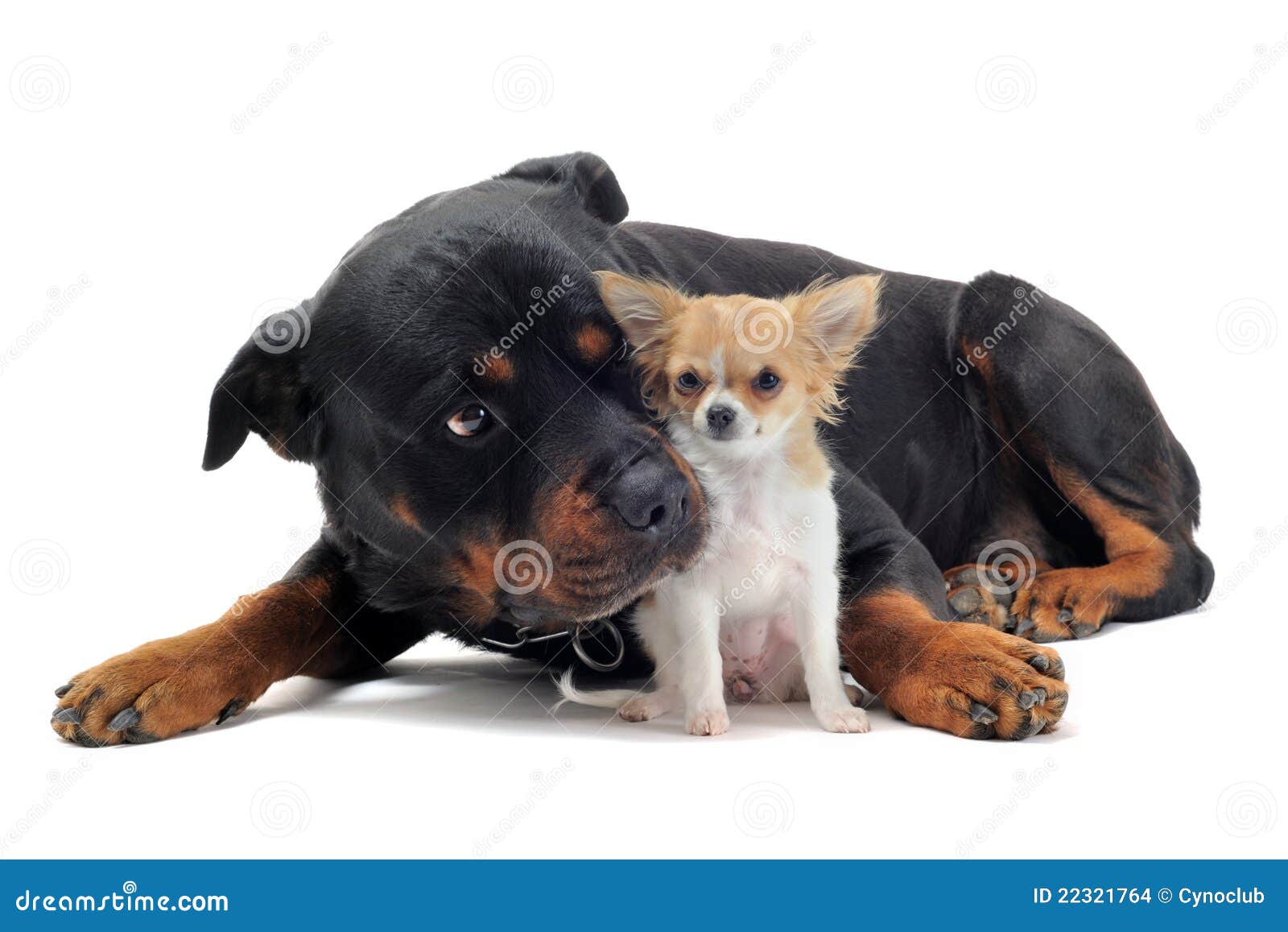 Rottweiler And Puppy Chihuahua Stock Photo - Image of looking, canine ...