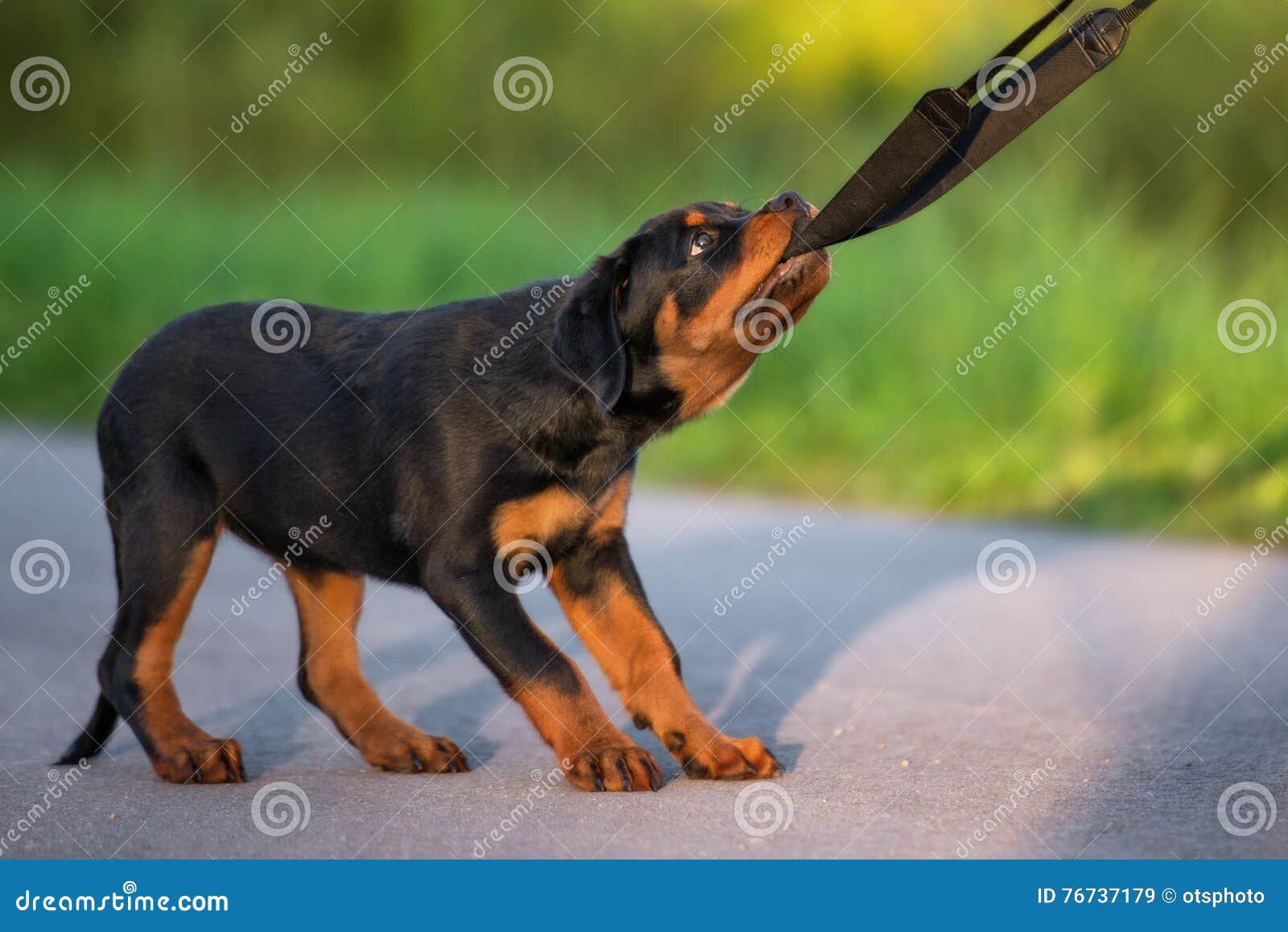 Rottweiler Puppy Playing Outdoors Stock Image - Image of biting, puppy ...