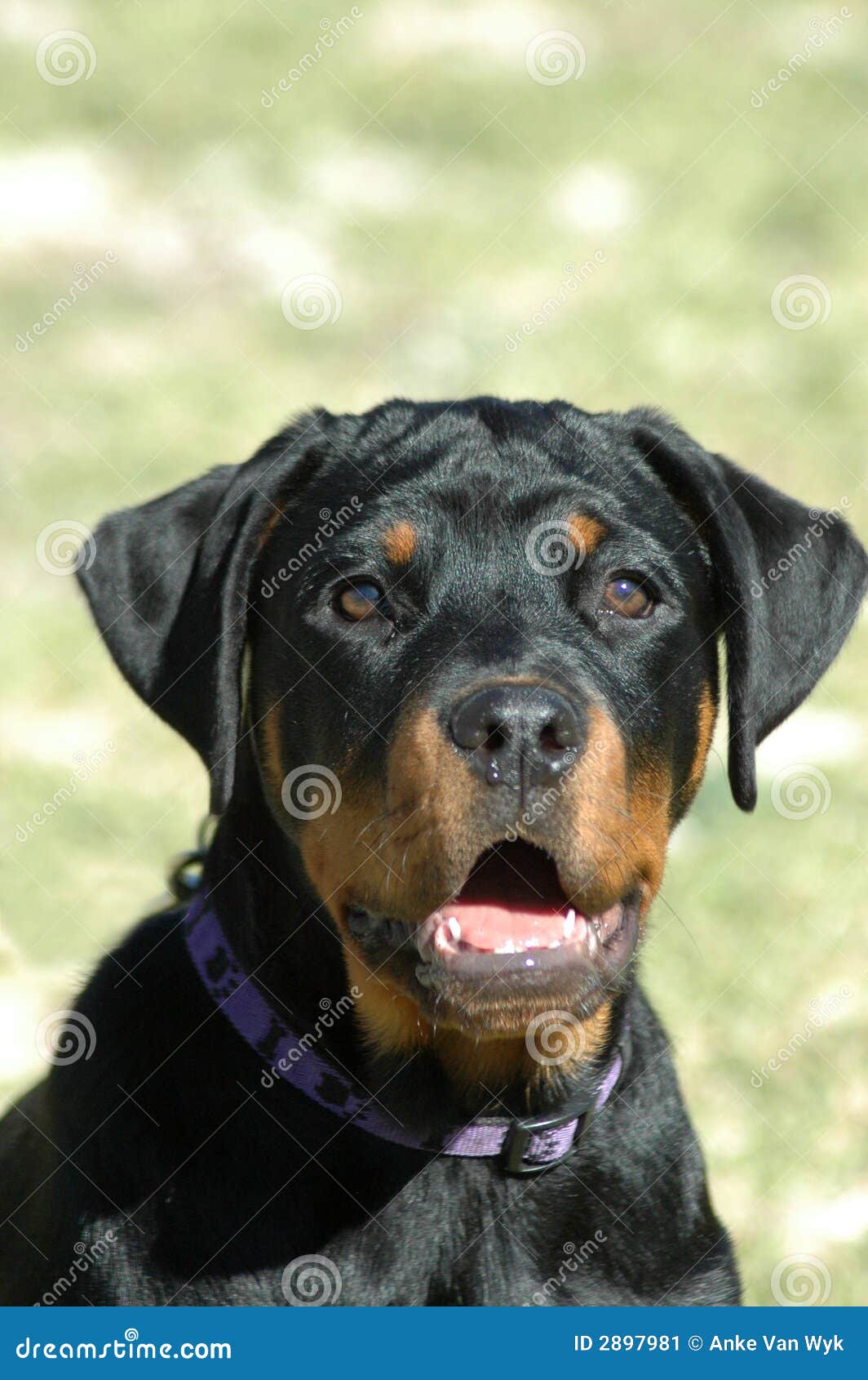 Rottweiler puppy portrait stock image. Image of animal - 2897981