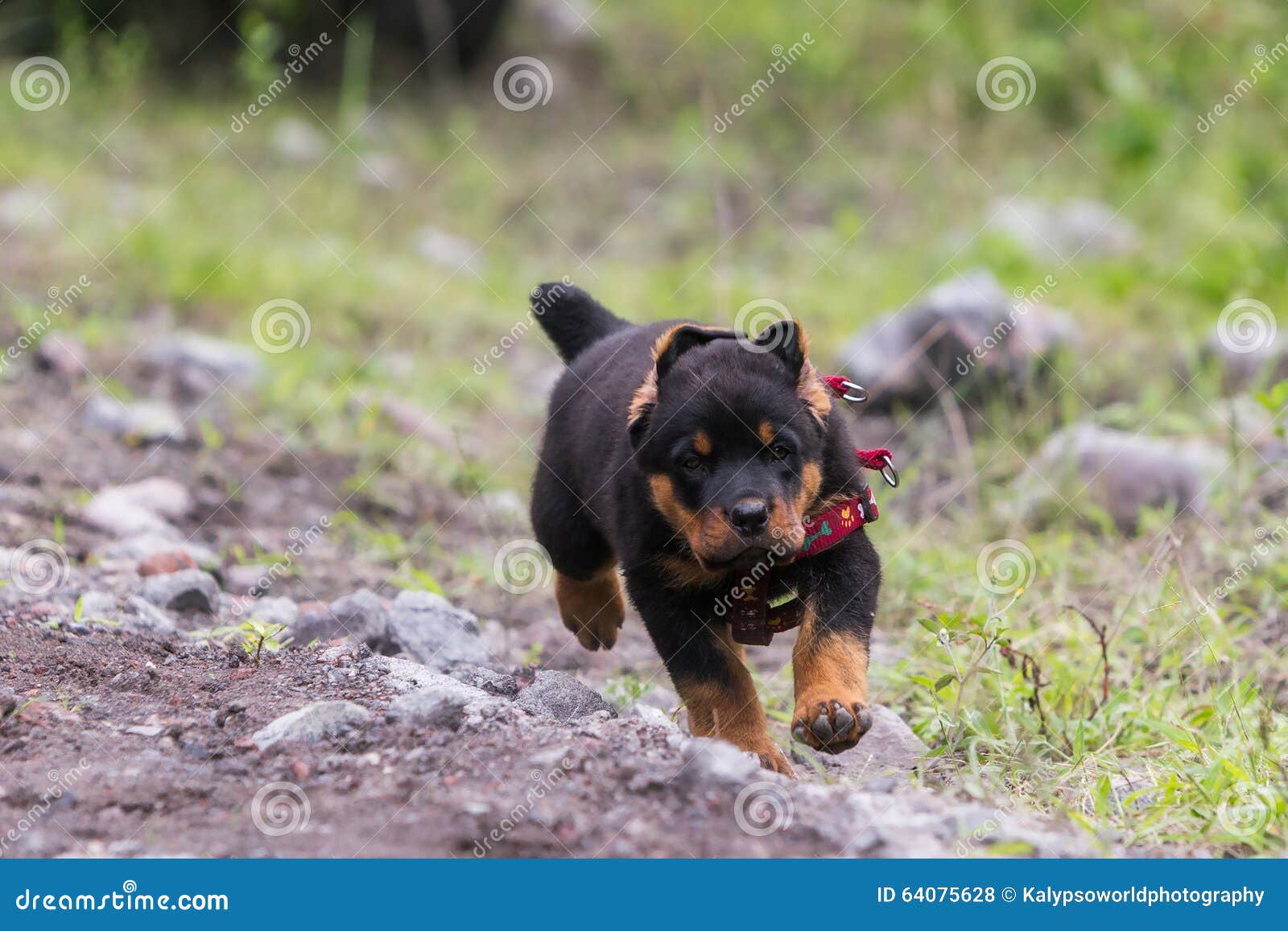 Rottweiler Puppy Running stock photo. Image of breed - 64075628