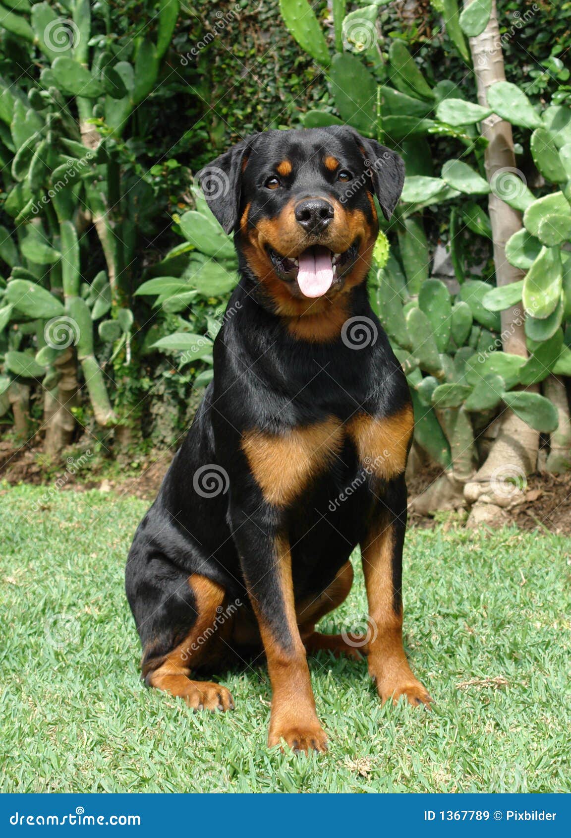 Rottweiler puppy sit stock image. Image of show, rottweiler - 1367789