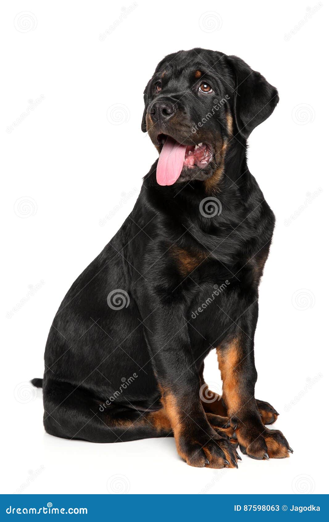 Rottweiler puppy on white stock image. Image of rottweiler - 87598063
